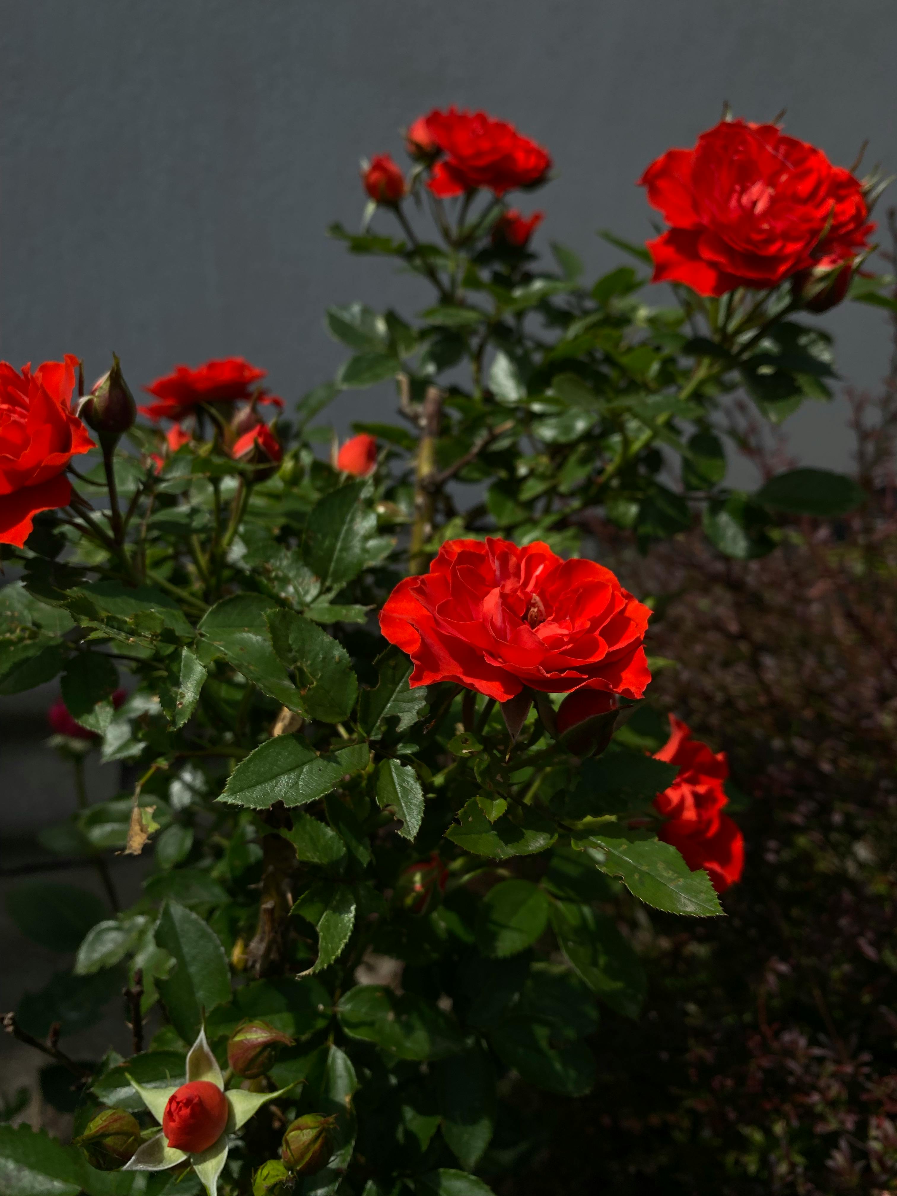 Close up of Red Roses · Free Stock Photo