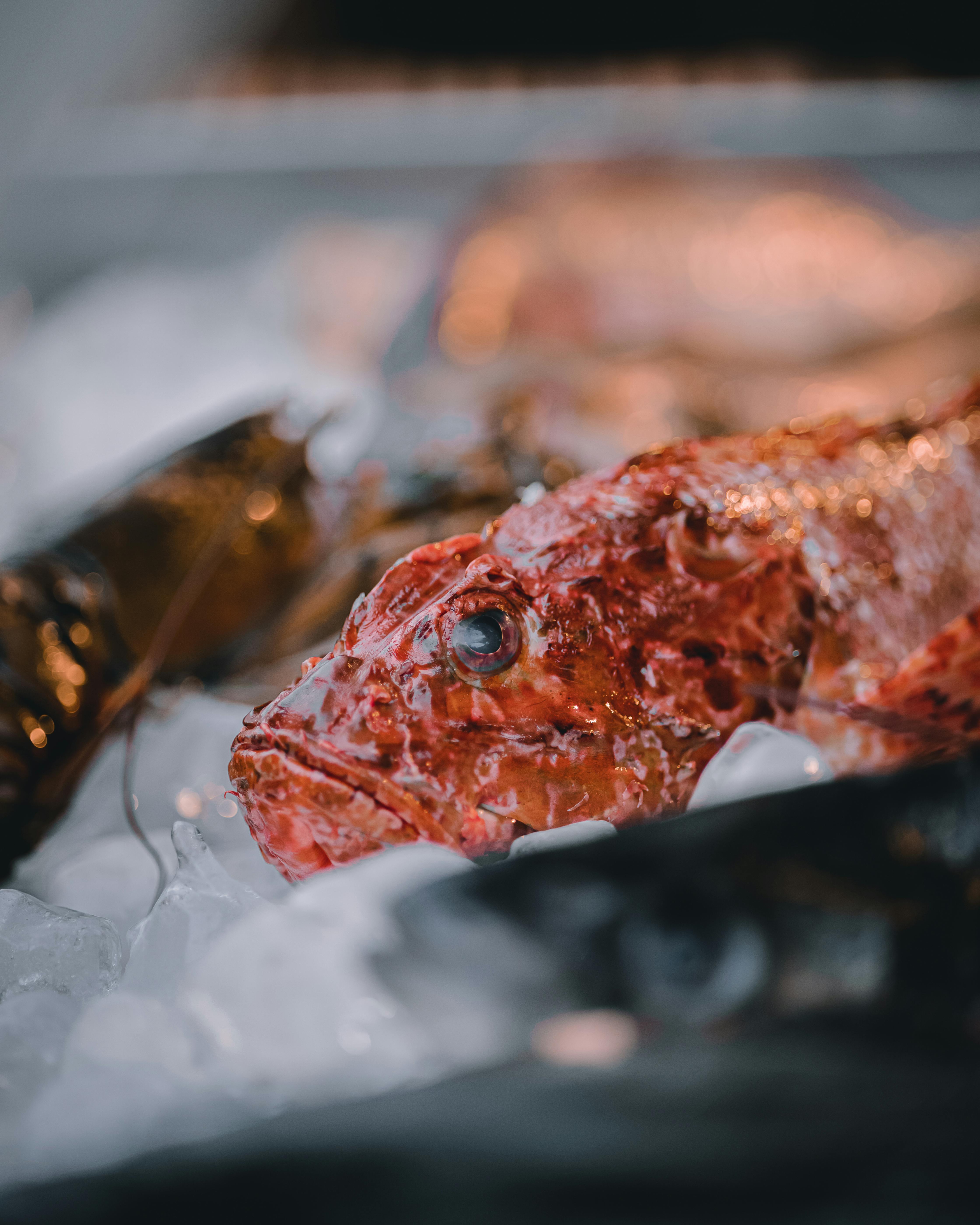 Fish in Ice · Free Stock Photo