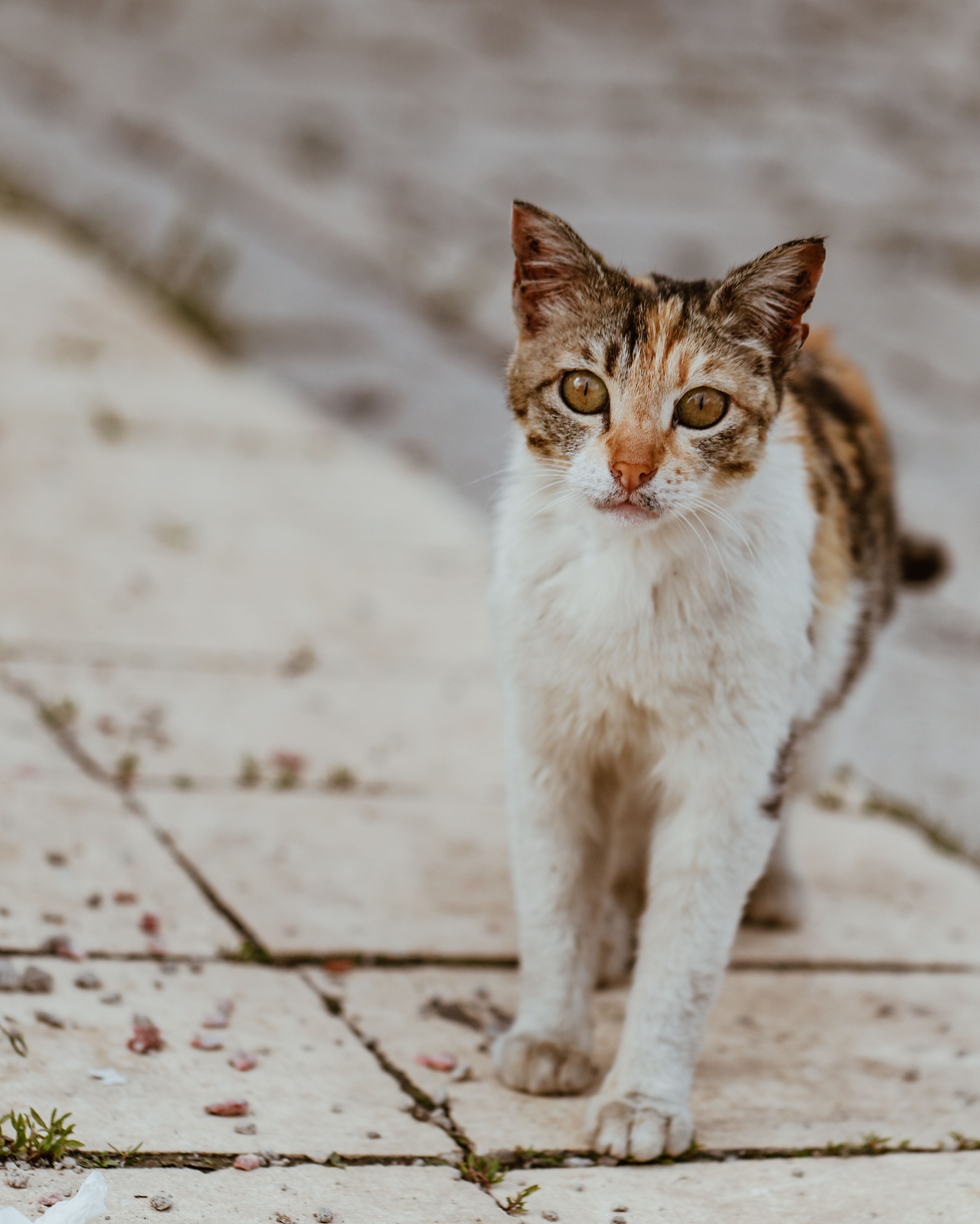 Cat Calico Photos, Download The BEST Free Cat Calico Stock Photos & HD ...
