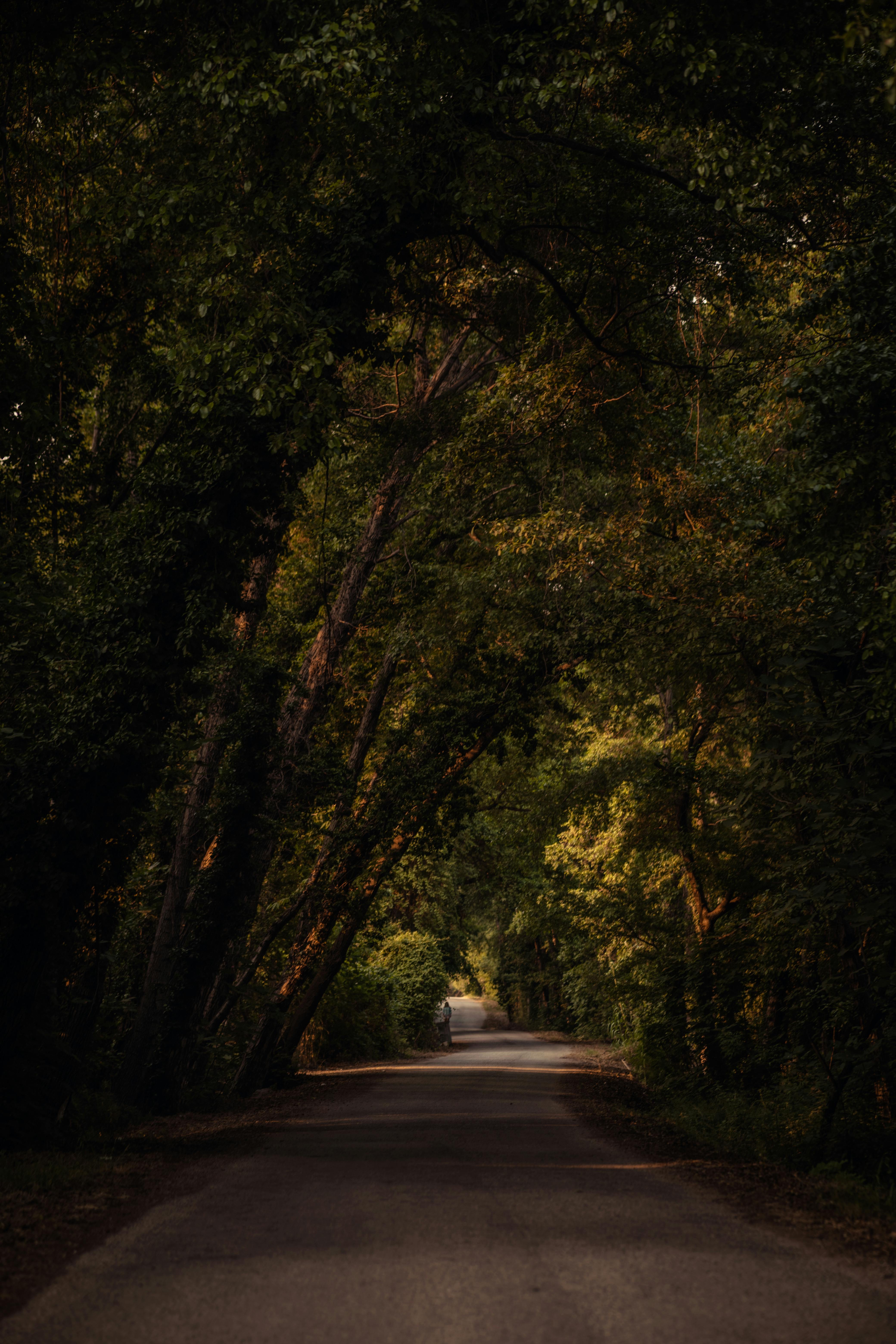 A Dark Alley between Trees · Free Stock Photo