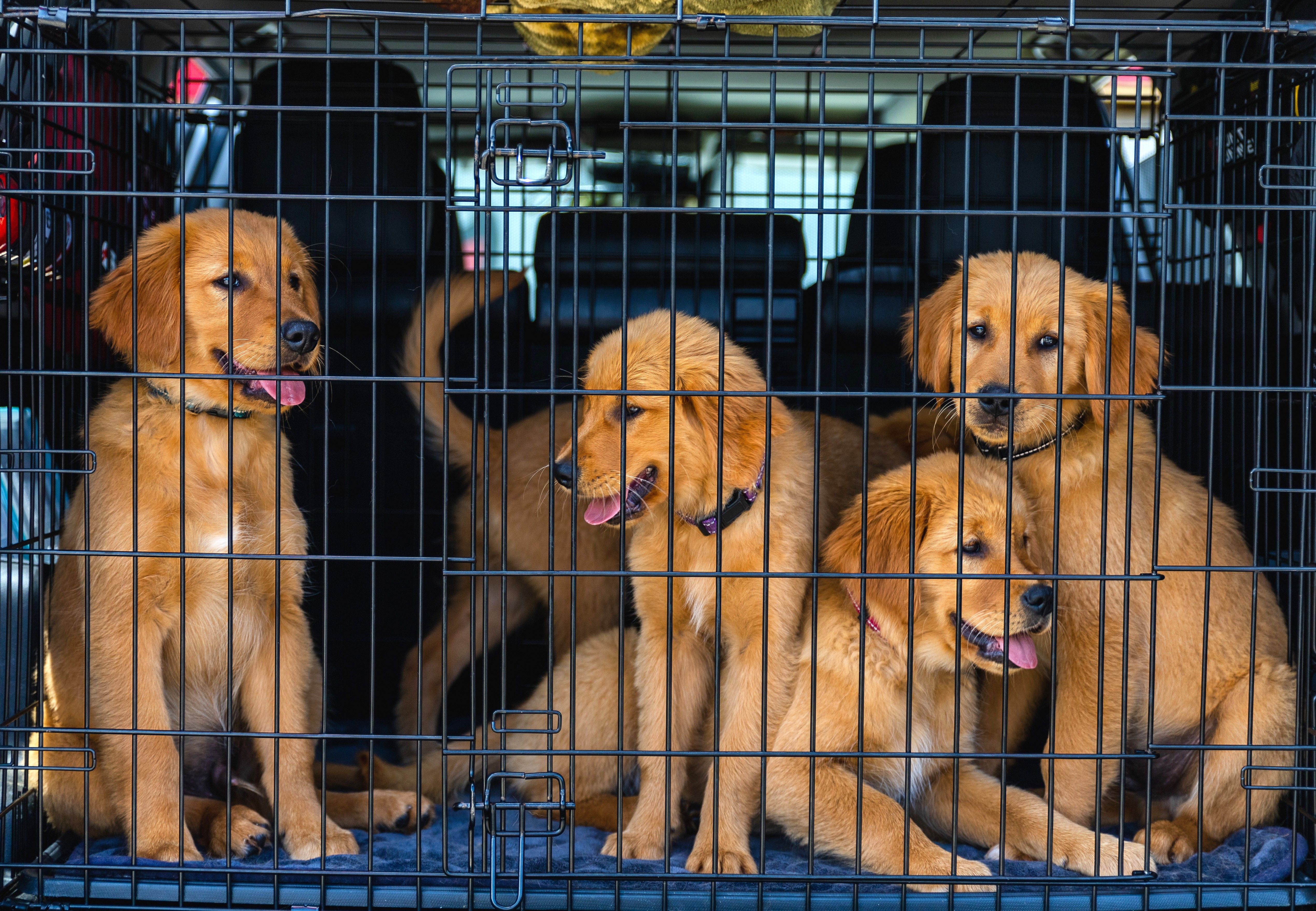 Dog Carrier Cage Photos, Download The BEST Free Dog Carrier Cage Stock ...