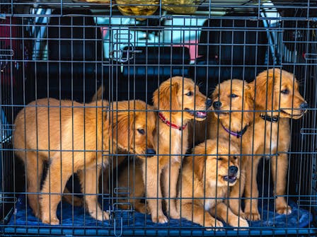 9 Thrilling Dean Koontz Books with Dogs You'll Love to Read