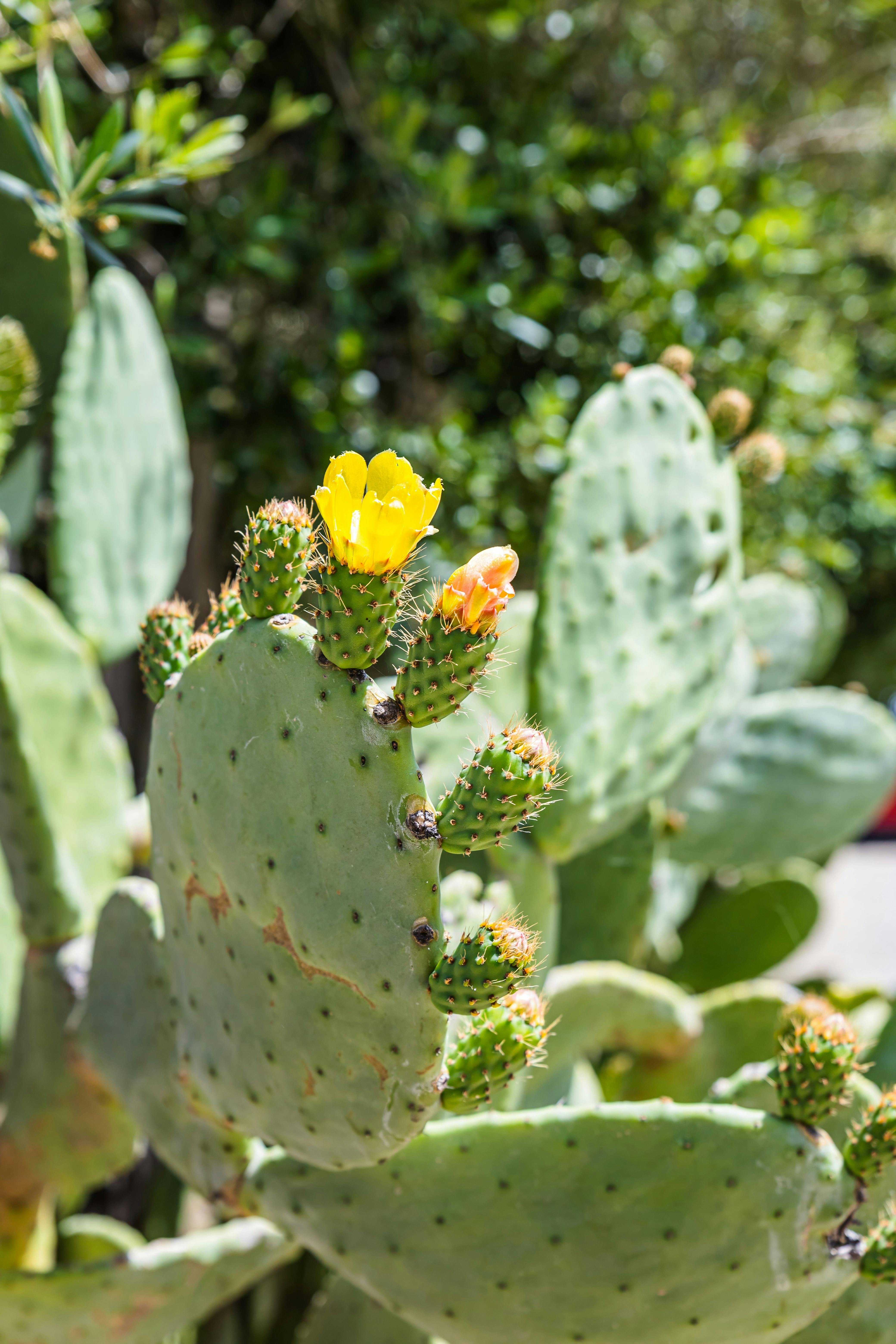 Cactus Flash Photos, Download The BEST Free Cactus Flash Stock Photos ...