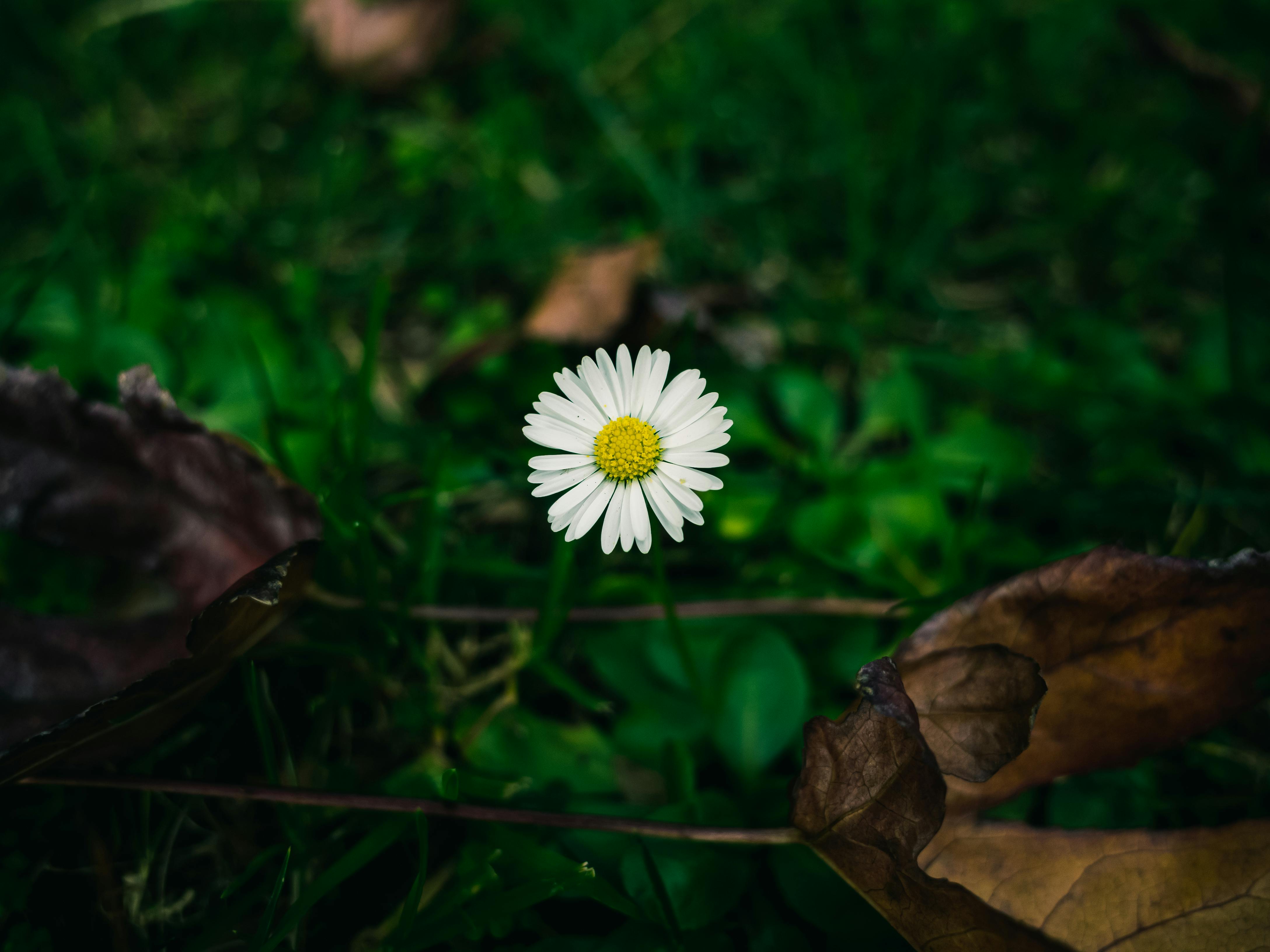 Single Blooming Daisy · Free Stock Photo