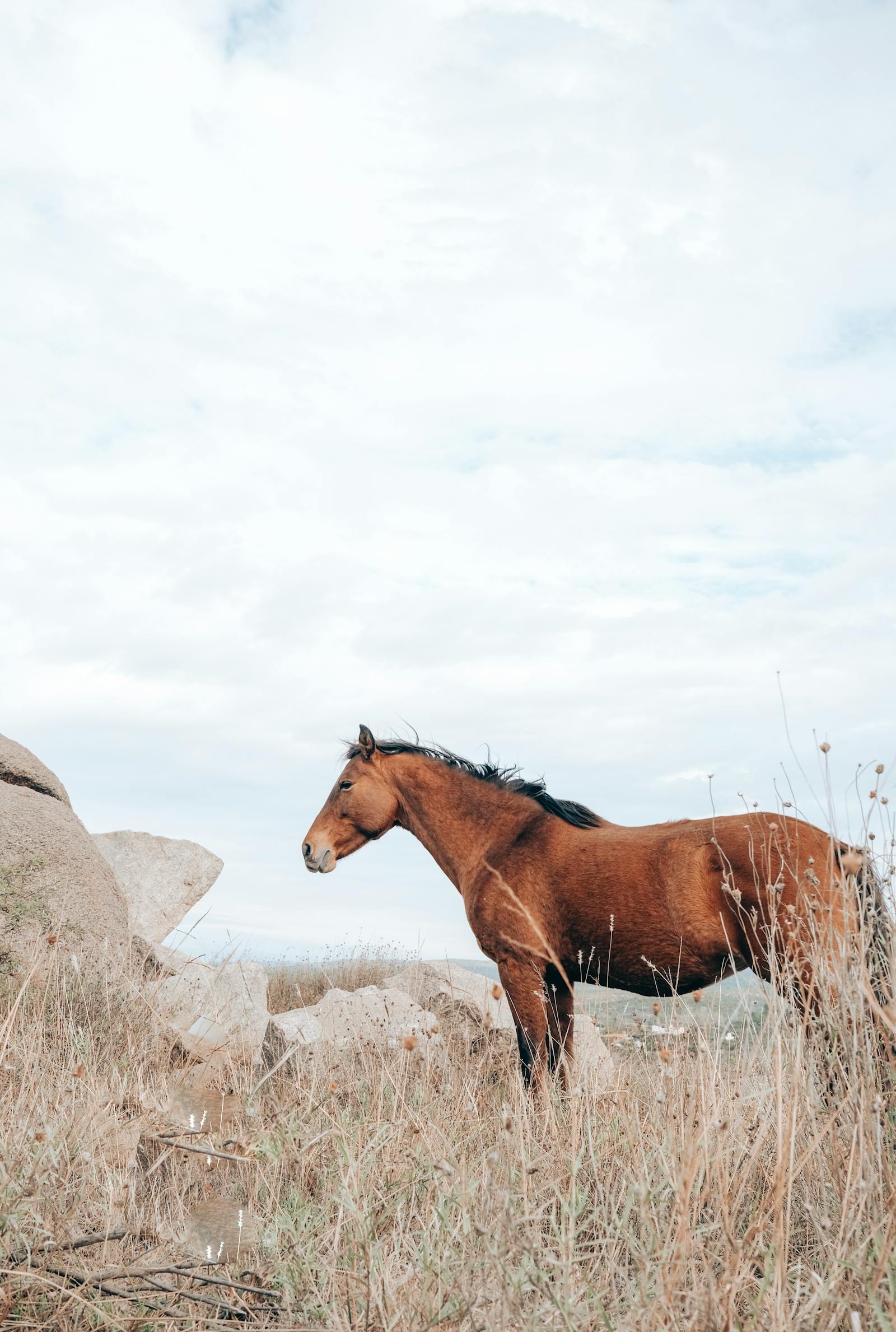 Wild Horse Photos, Download The BEST Free Wild Horse Stock Photos & HD ...