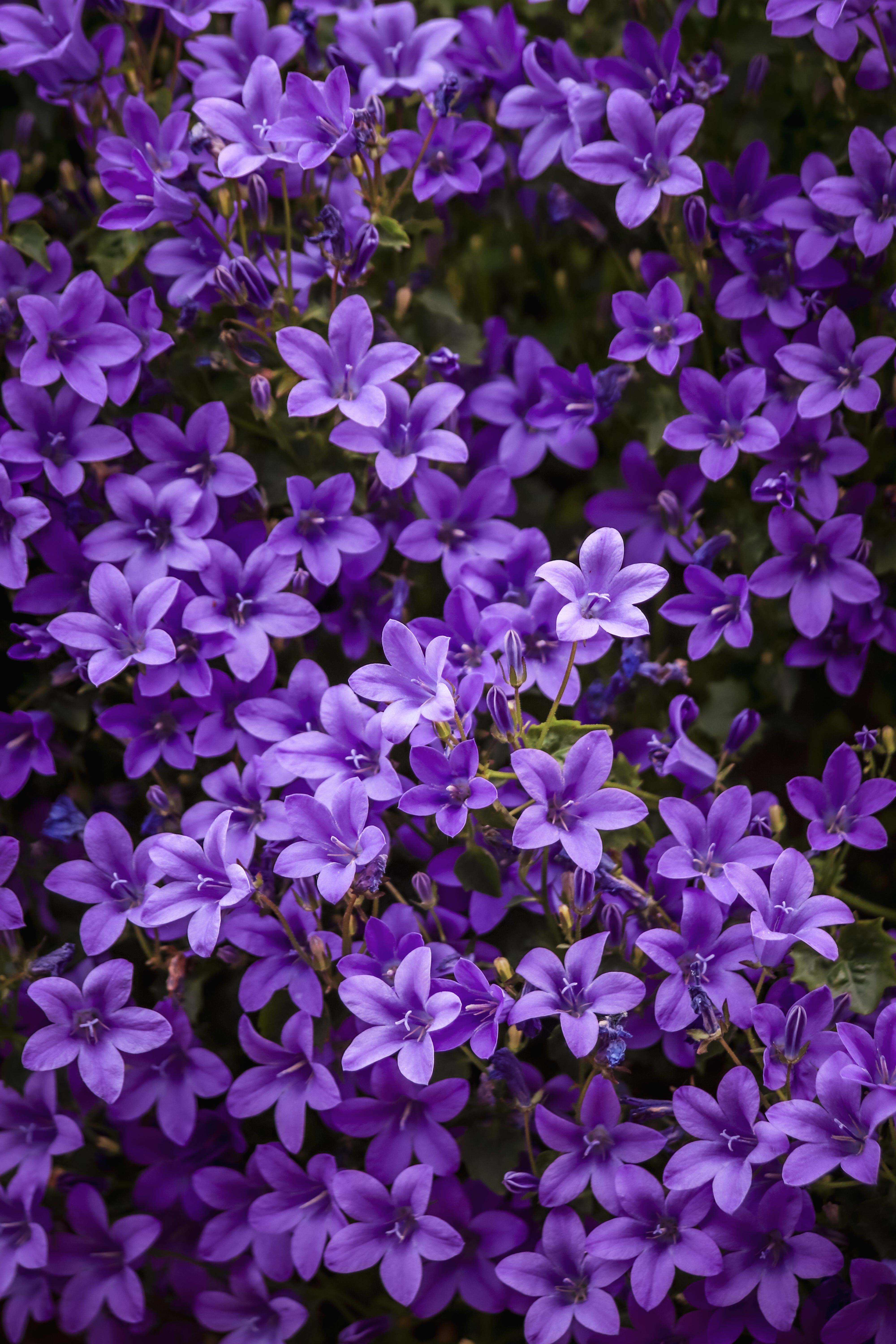 Purple Flowers in a Garden · Free Stock Photo