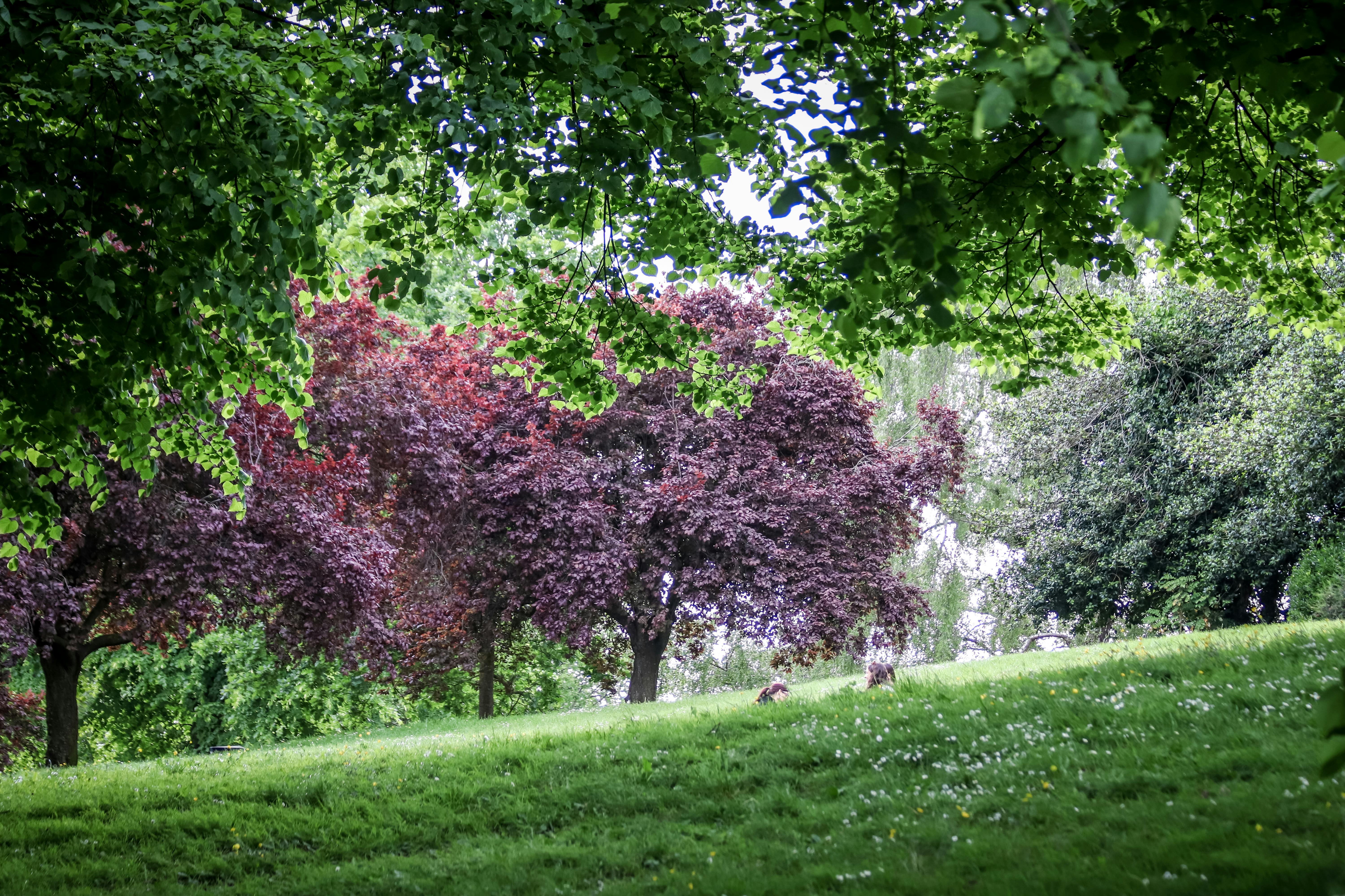 Fruit Trees Garden Photos, Download The BEST Free Fruit Trees Garden ...