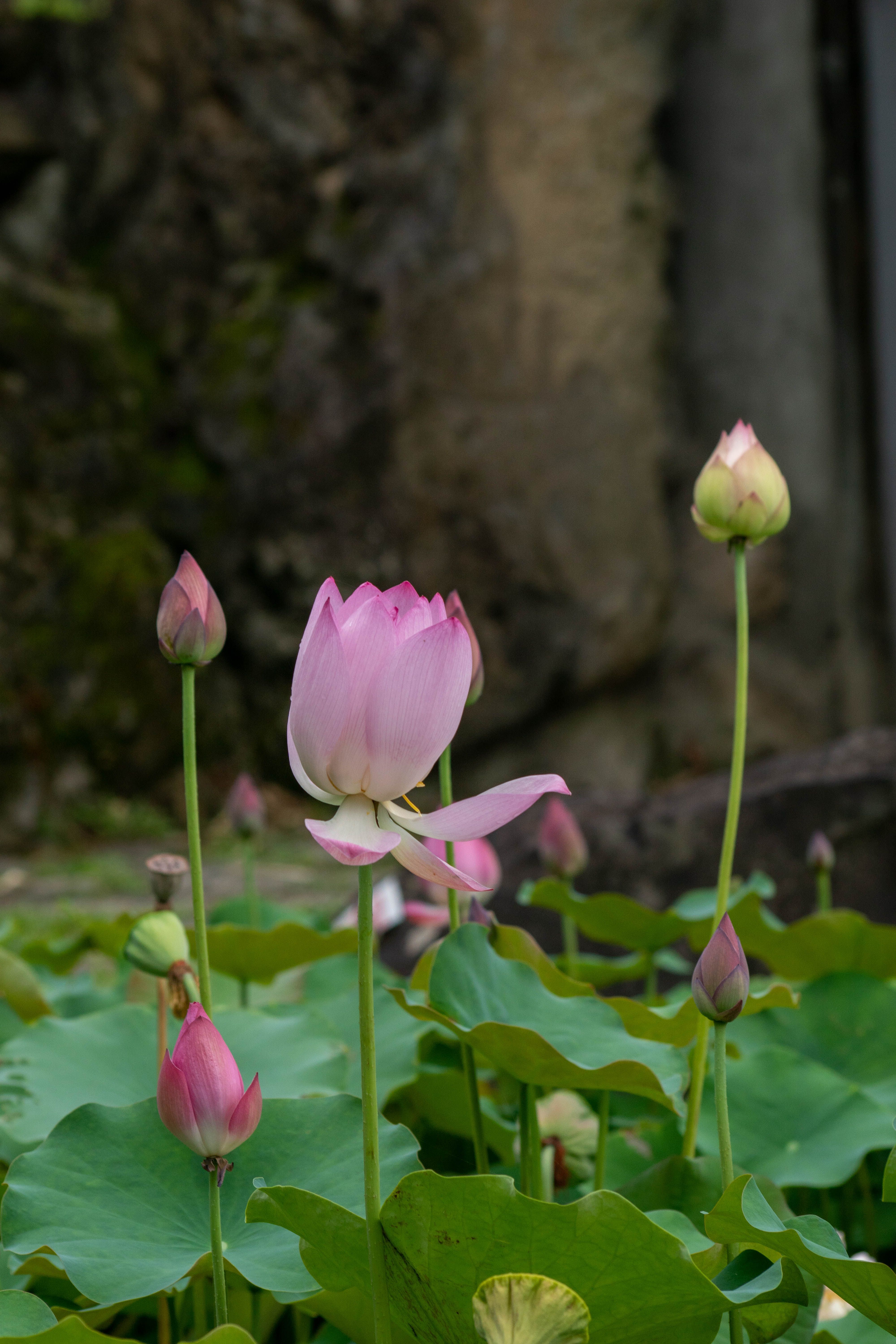 Lotus Flower in Dirty Water · Free Stock Photo