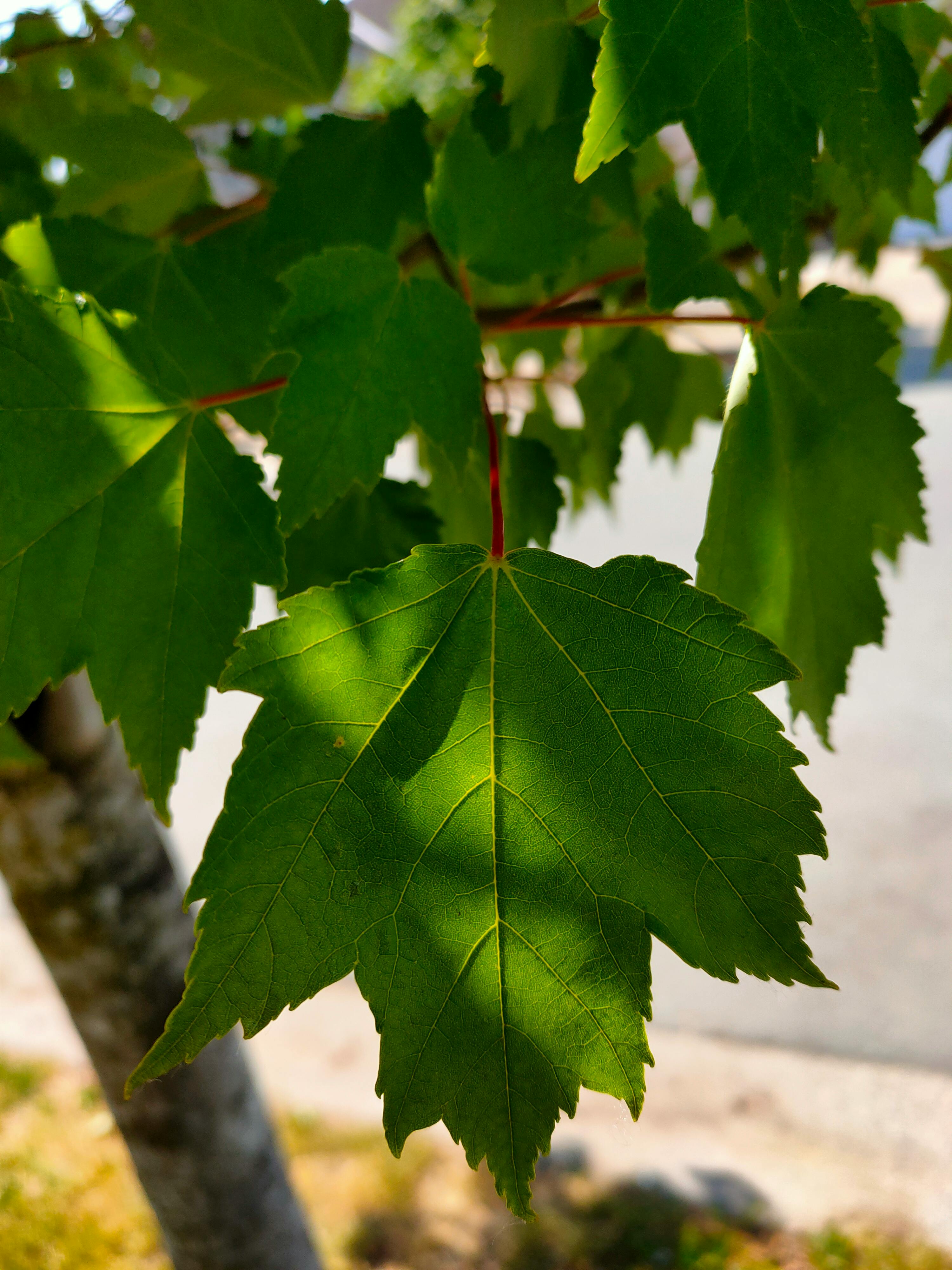 Vine Diagramm Photos, Download The BEST Free Vine Diagramm Stock Photos ...