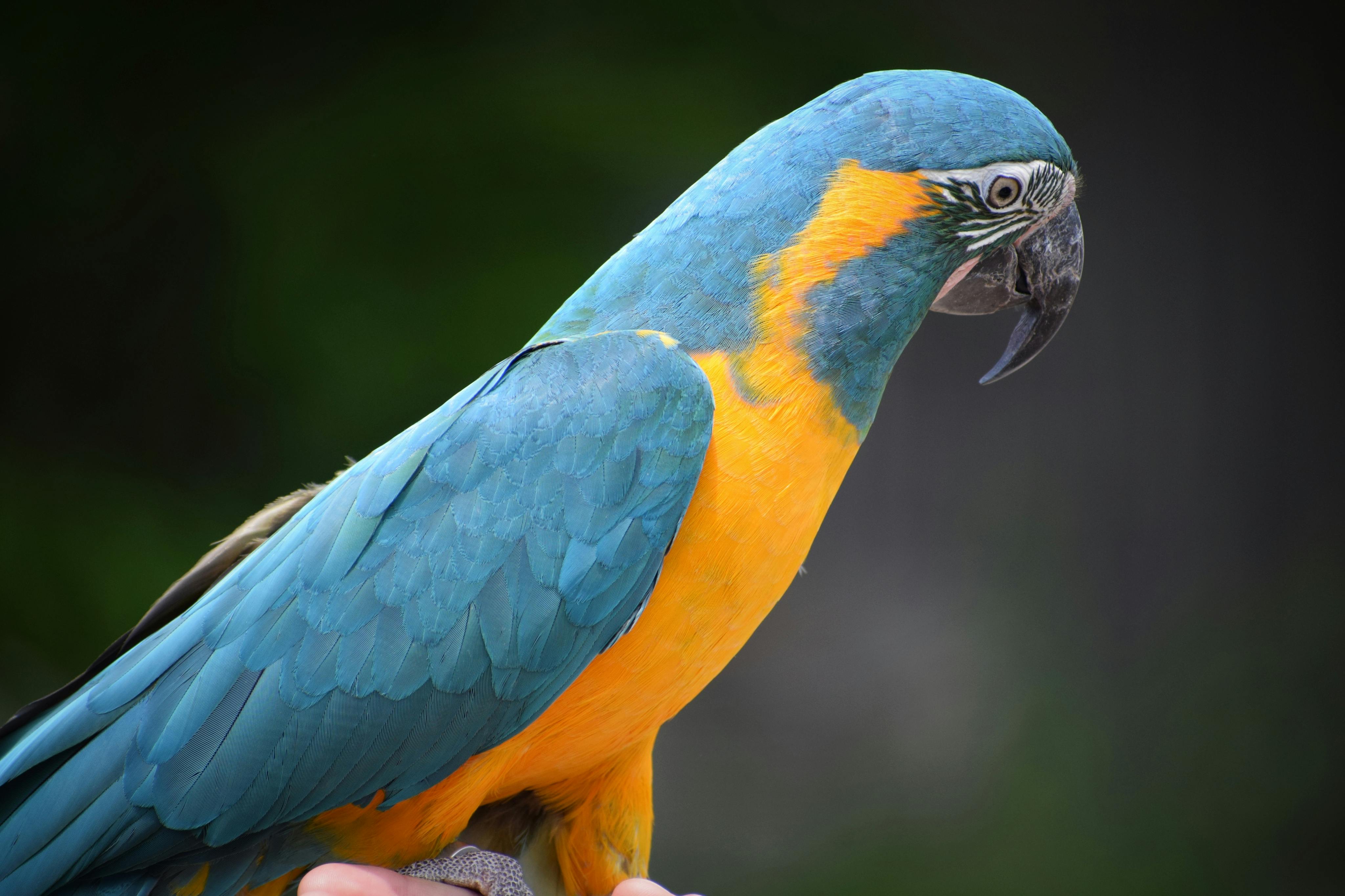Macaw Parrot Photos, Download The BEST Free Macaw Parrot Stock Photos ...