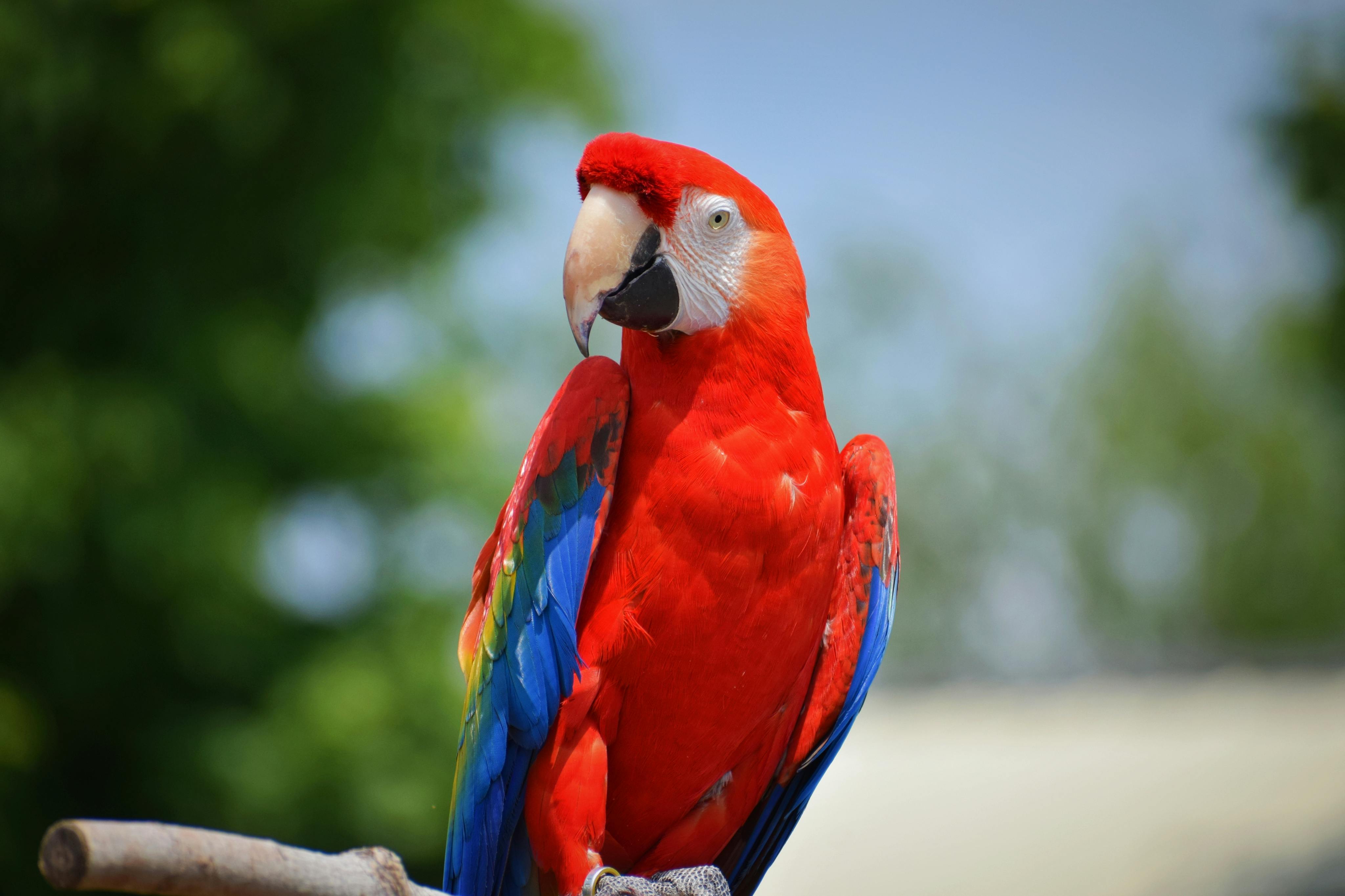 Colorful Macaw Parrot in Close-Up Photography · Free Stock Photo