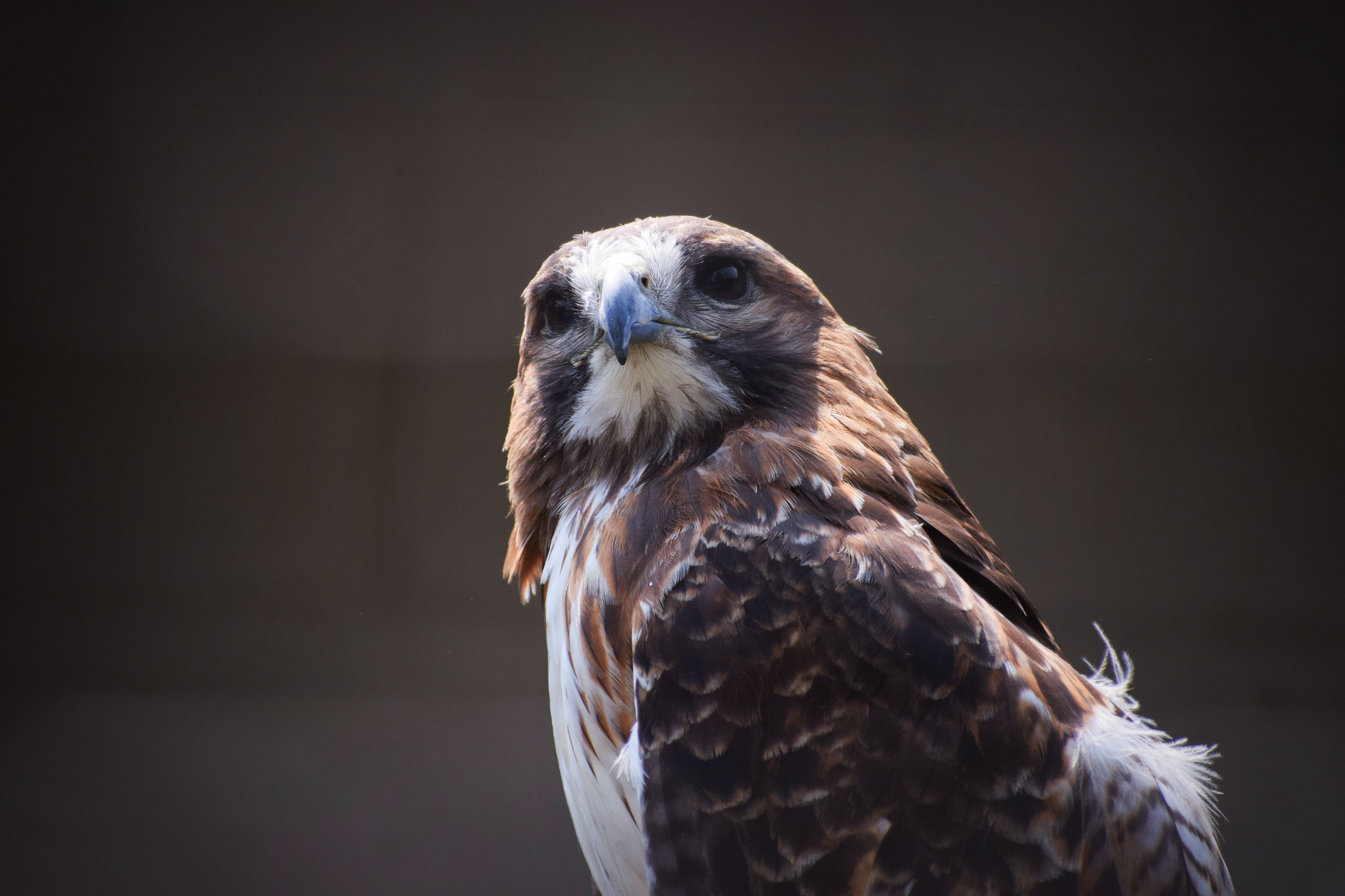 Red Tailed Hawk Observing · Free Stock Photo