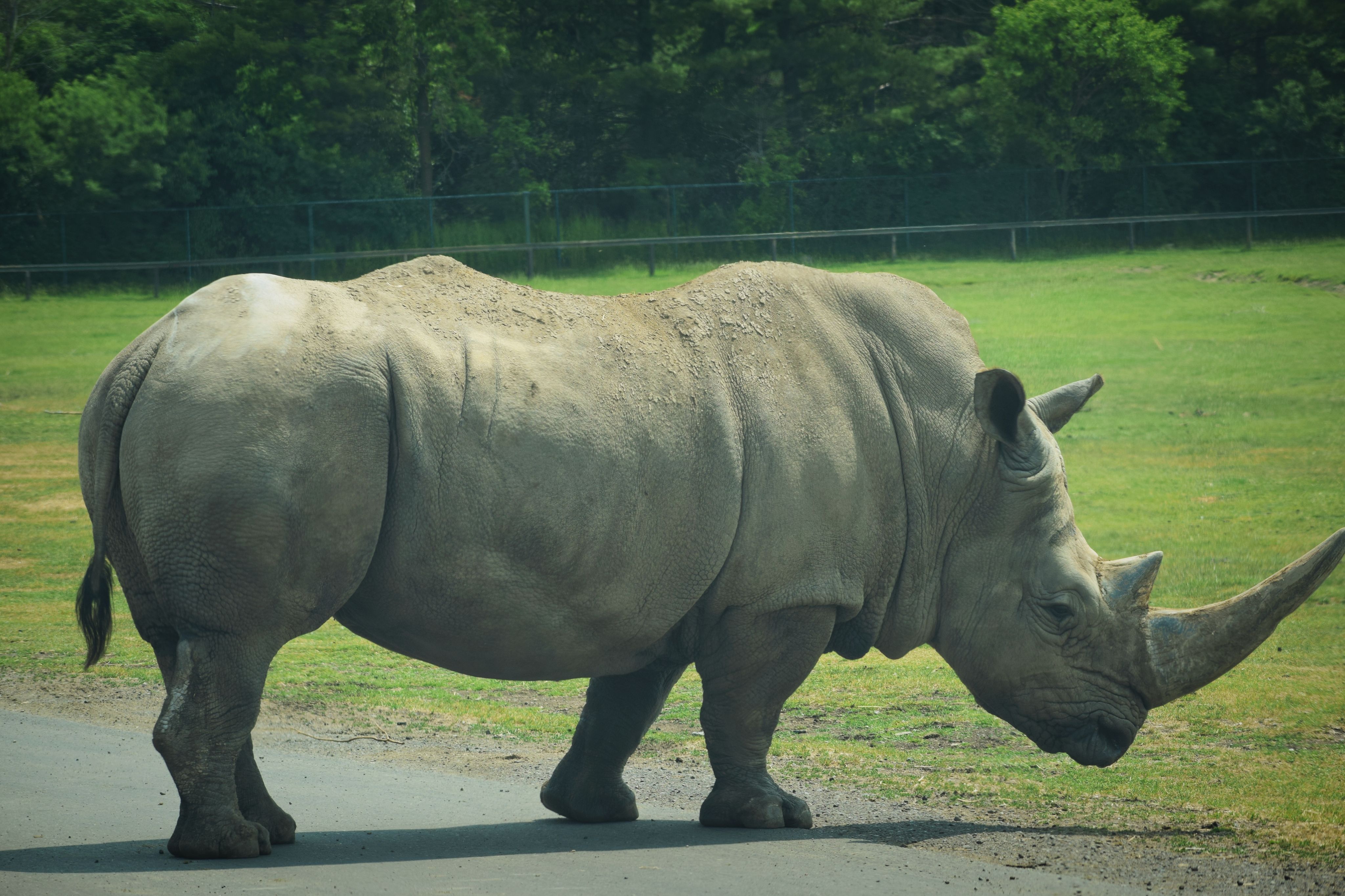 Free stock photo of african wildlife, animal pictures, big, bull, calf ...