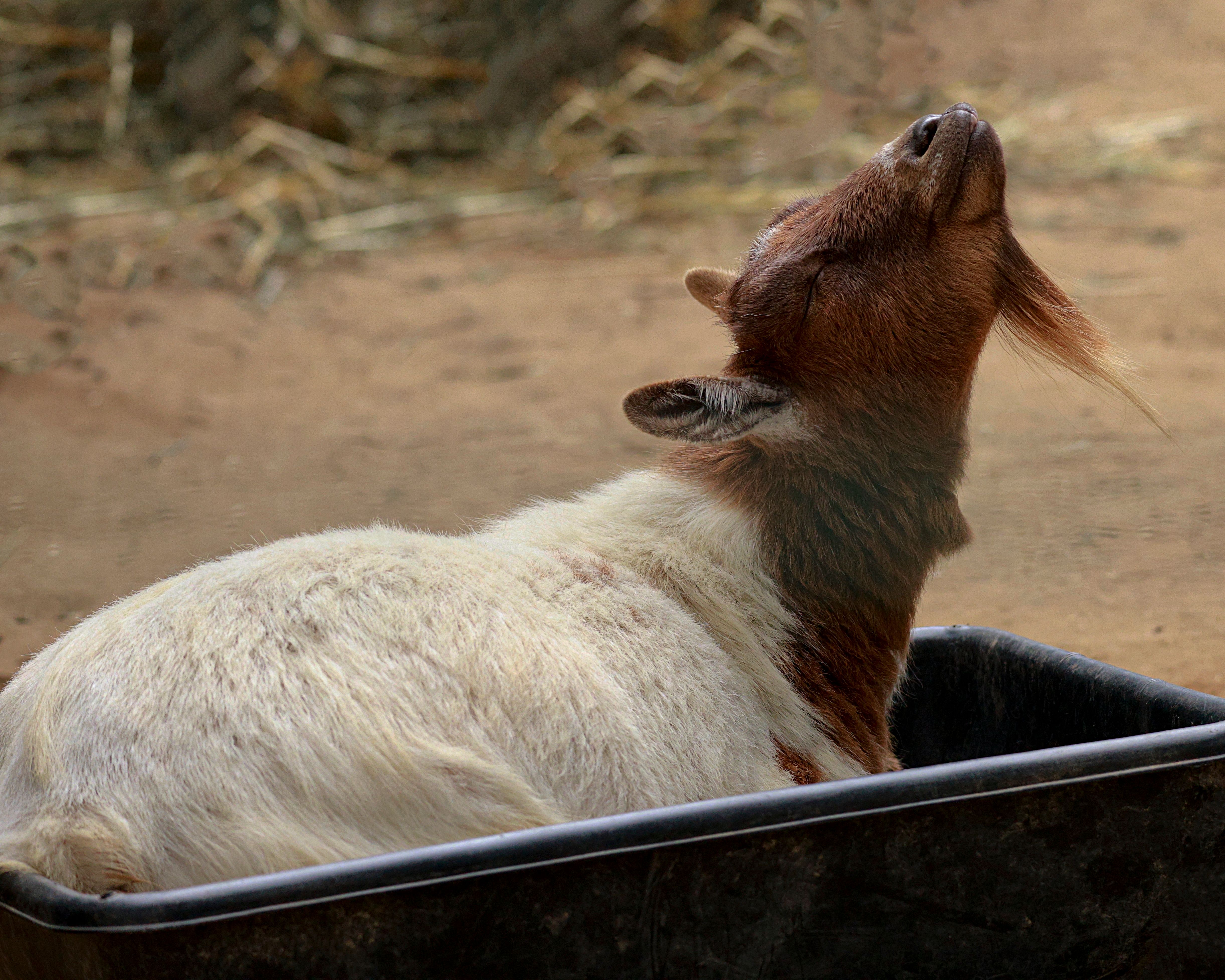 Goat Tricks Photos, Download The BEST Free Goat Tricks Stock Photos ...