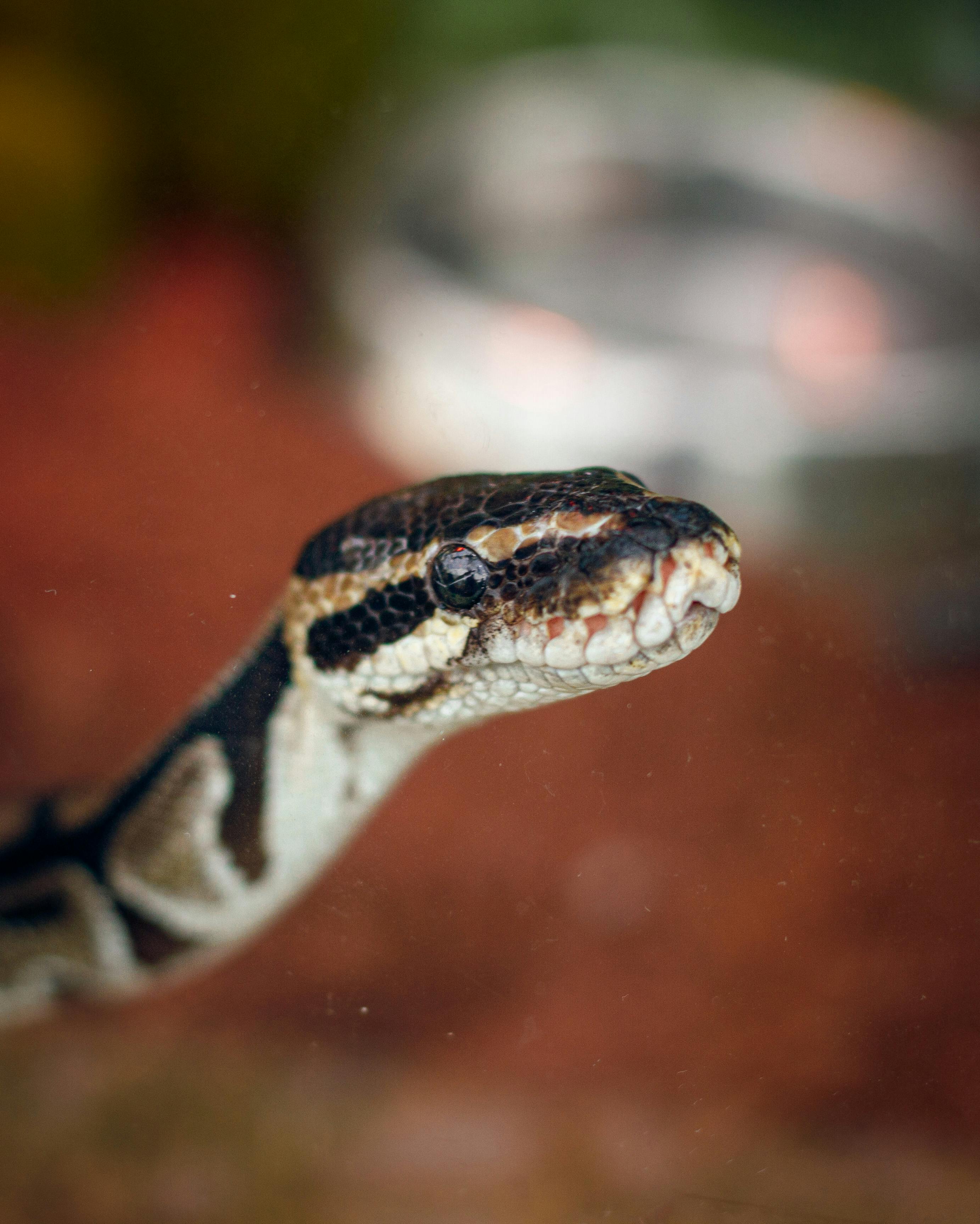 Snake Balloon Photos, Download The BEST Free Snake Balloon Stock Photos ...