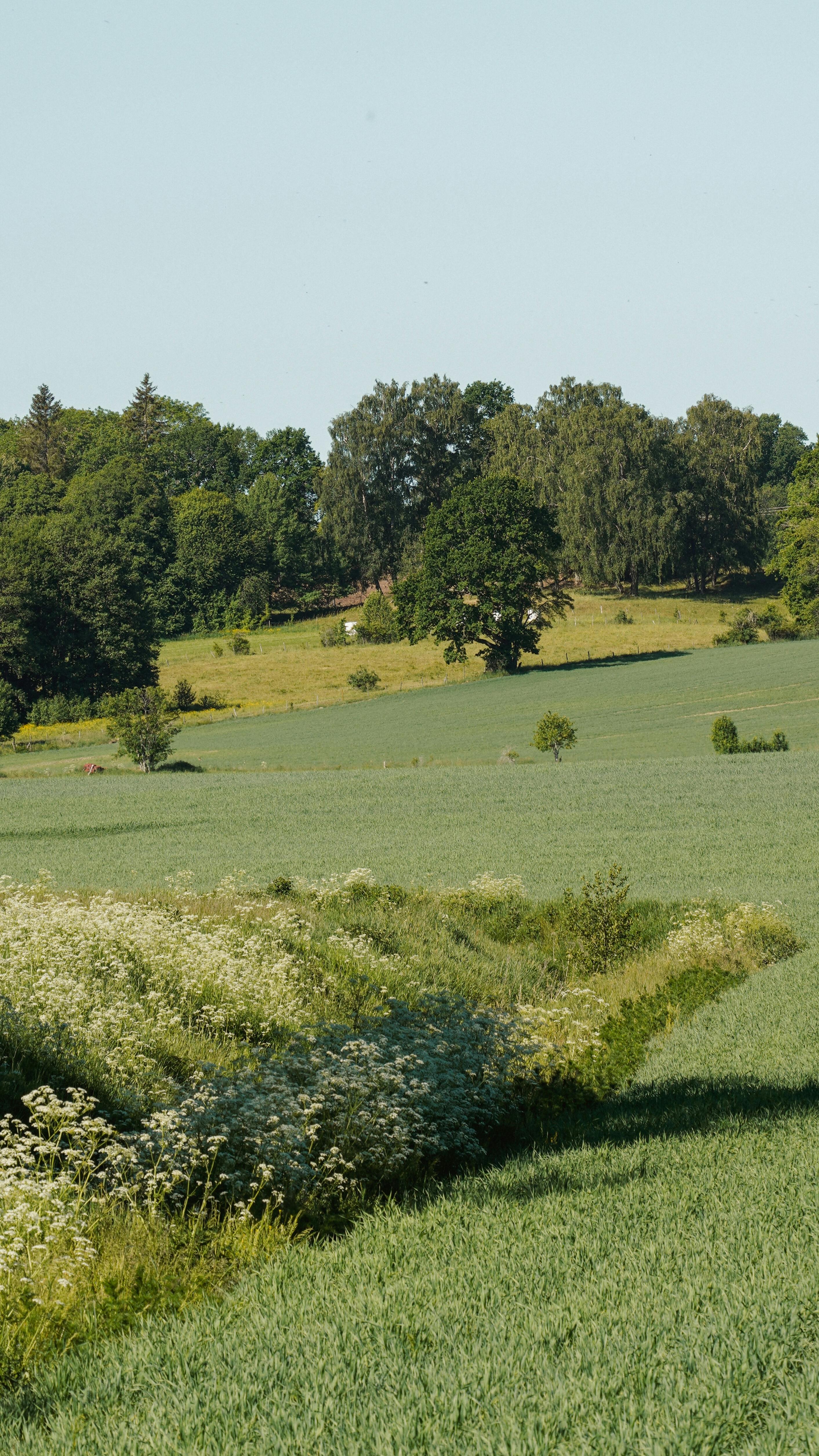 View of a Field · Free Stock Photo