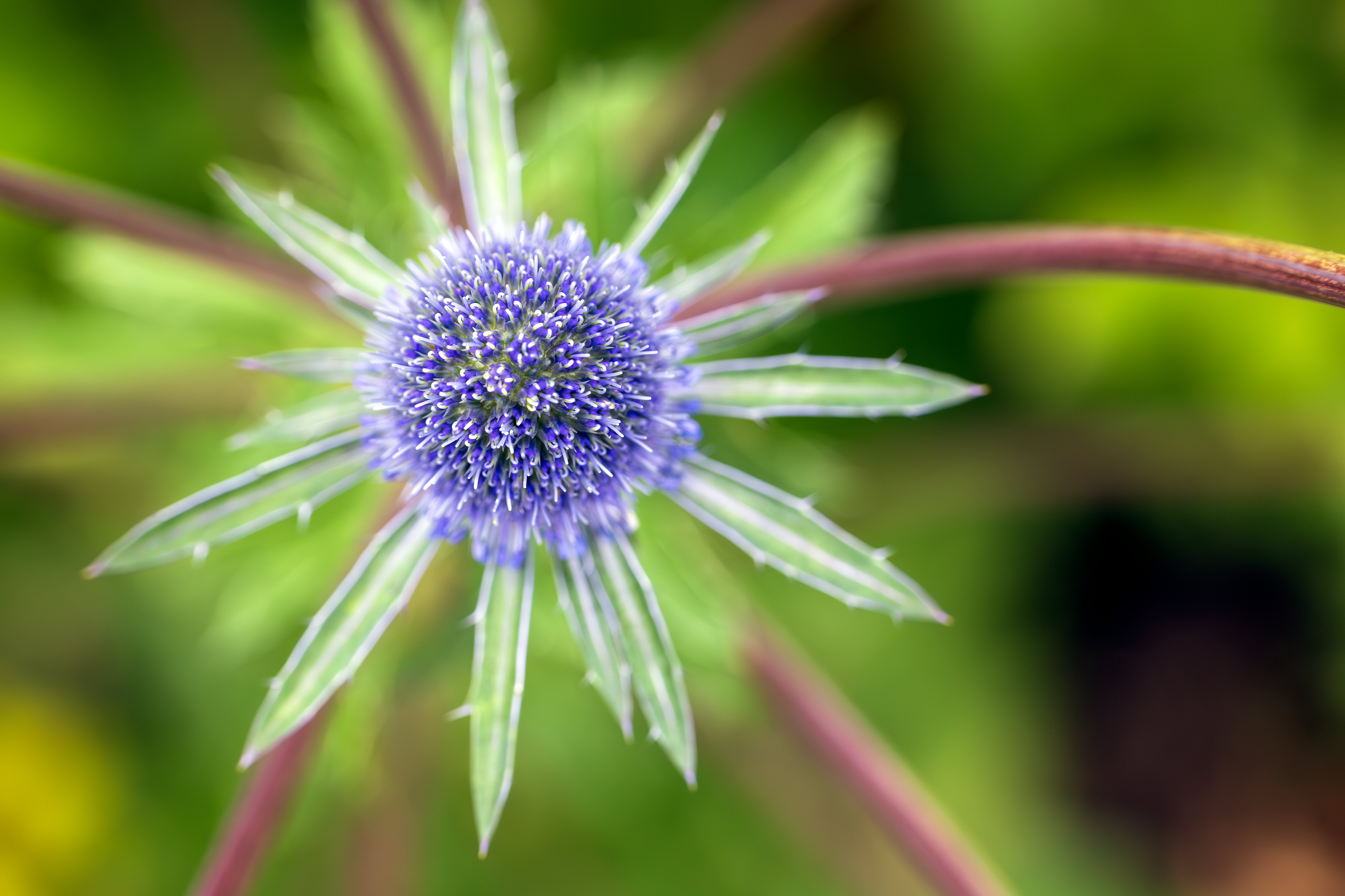Close-up of a Blue Eryngo Flower · Free Stock Photo