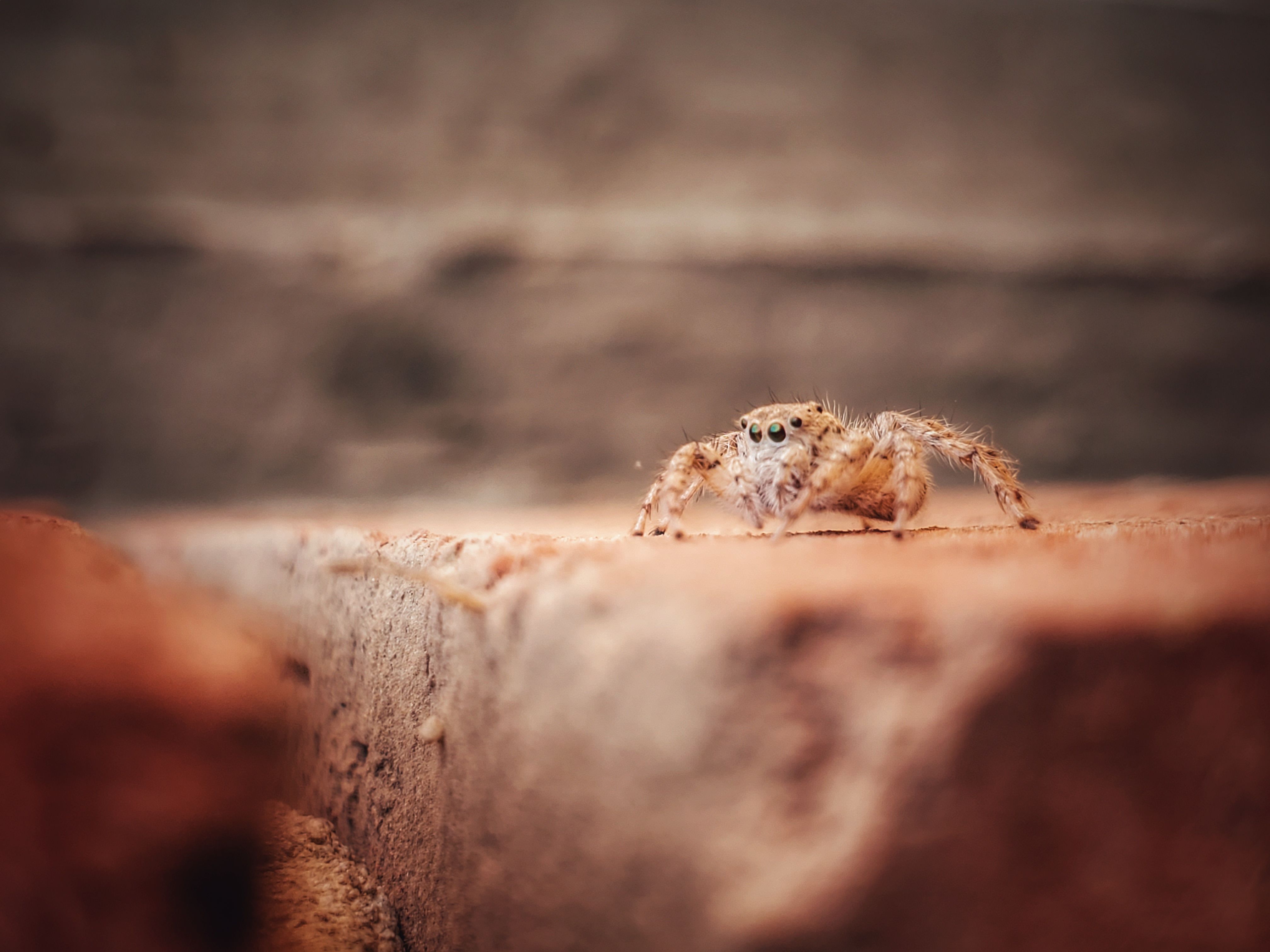 Small Jumping Spider on Leaf · Free Stock Photo