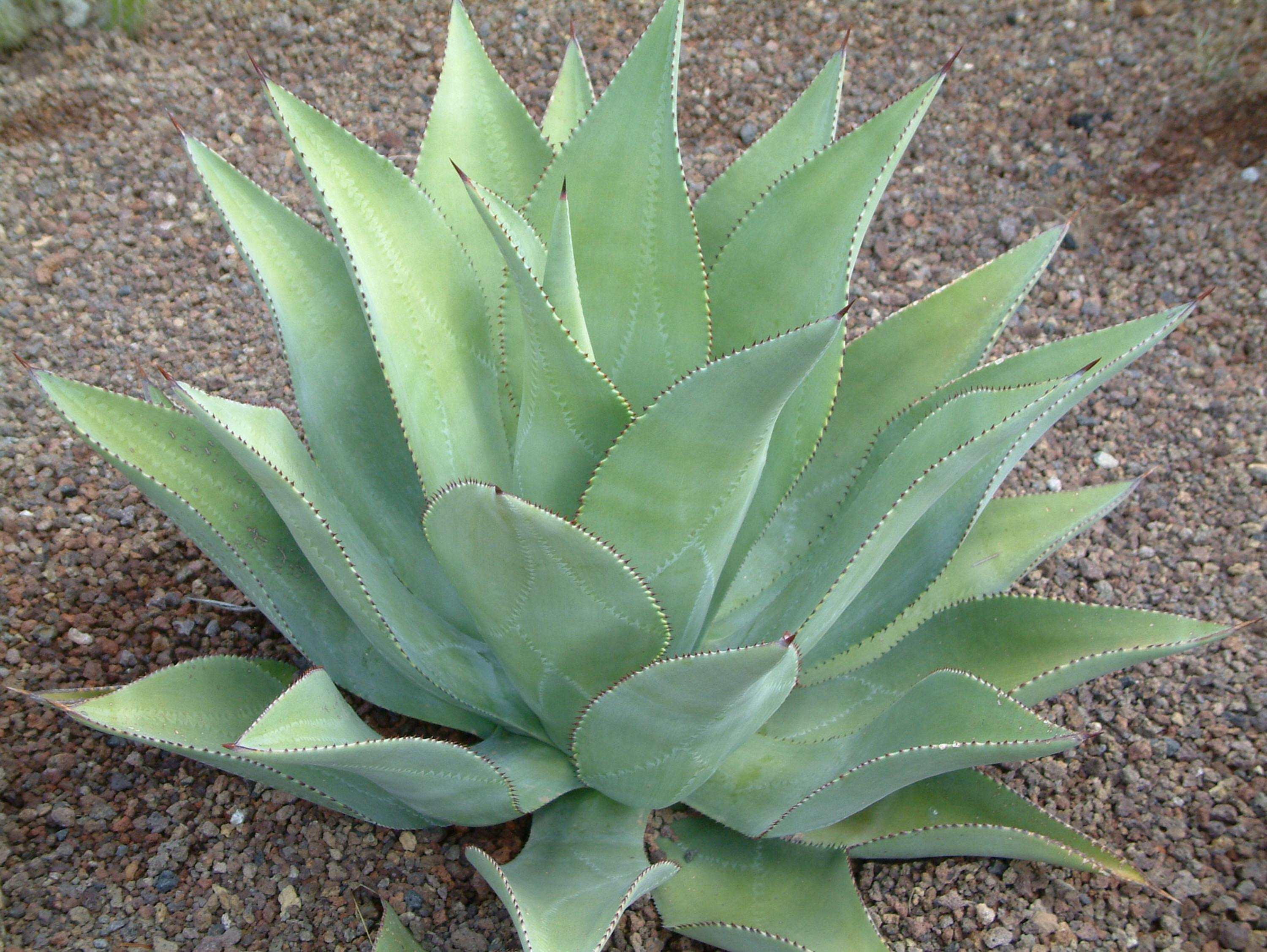 Free stock photo of aloe, Aloe vera, cactus Free stock photo of aloe, Aloe vera, cactus
