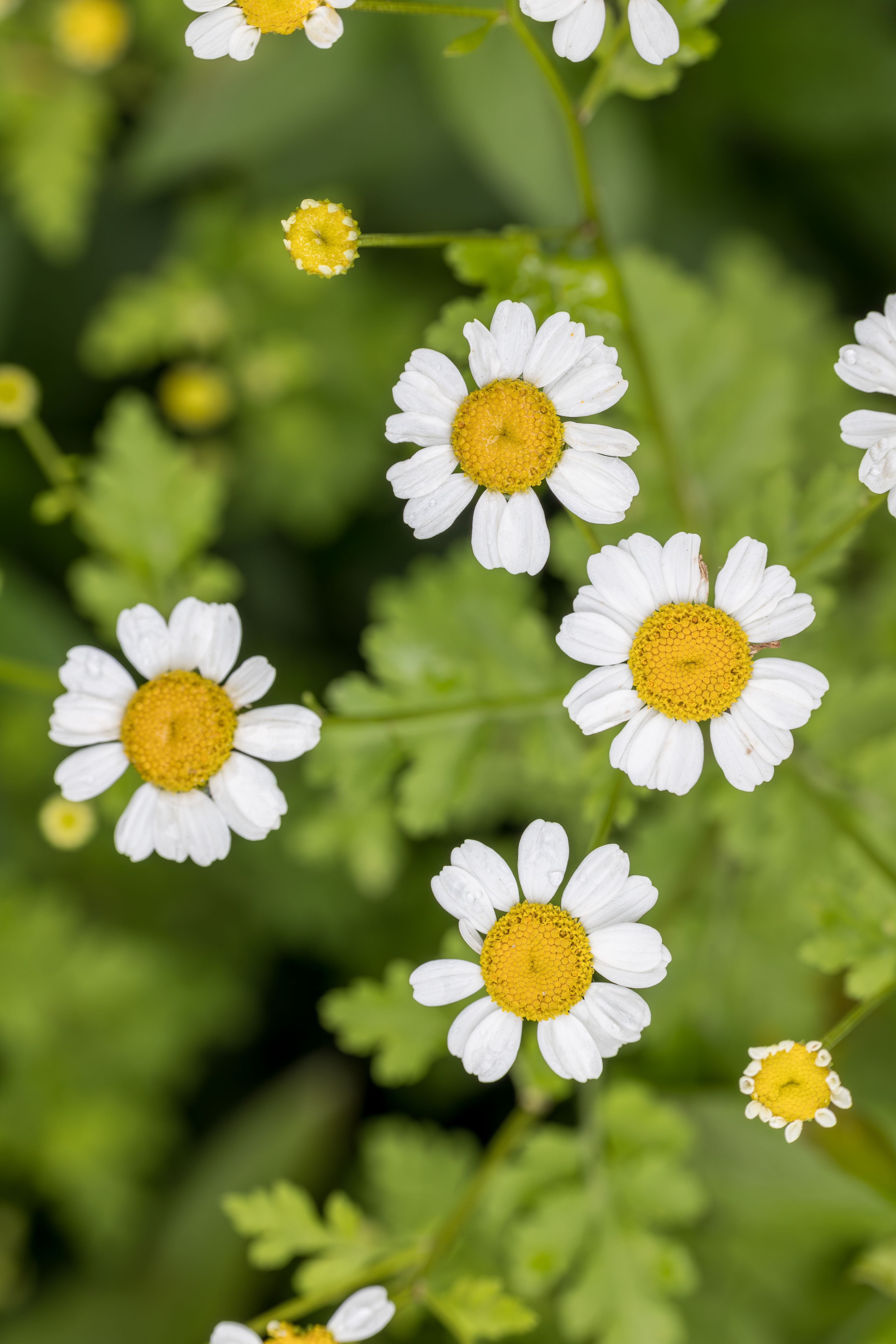 Close-Up Photography of Person Holding Chamomile Flowers · Free Stock Photo