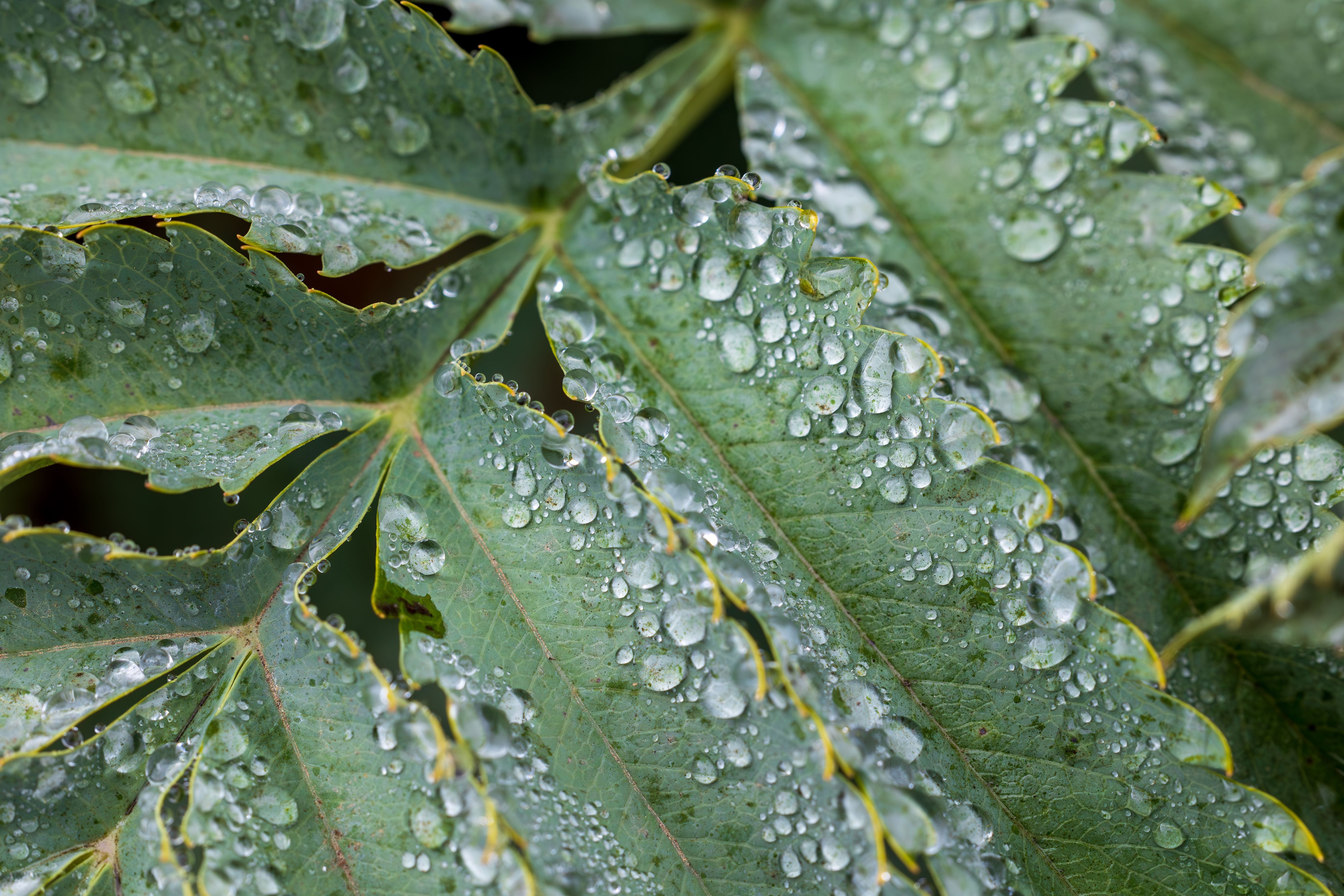 Raindrop on Snake Skin · Free Stock Photo