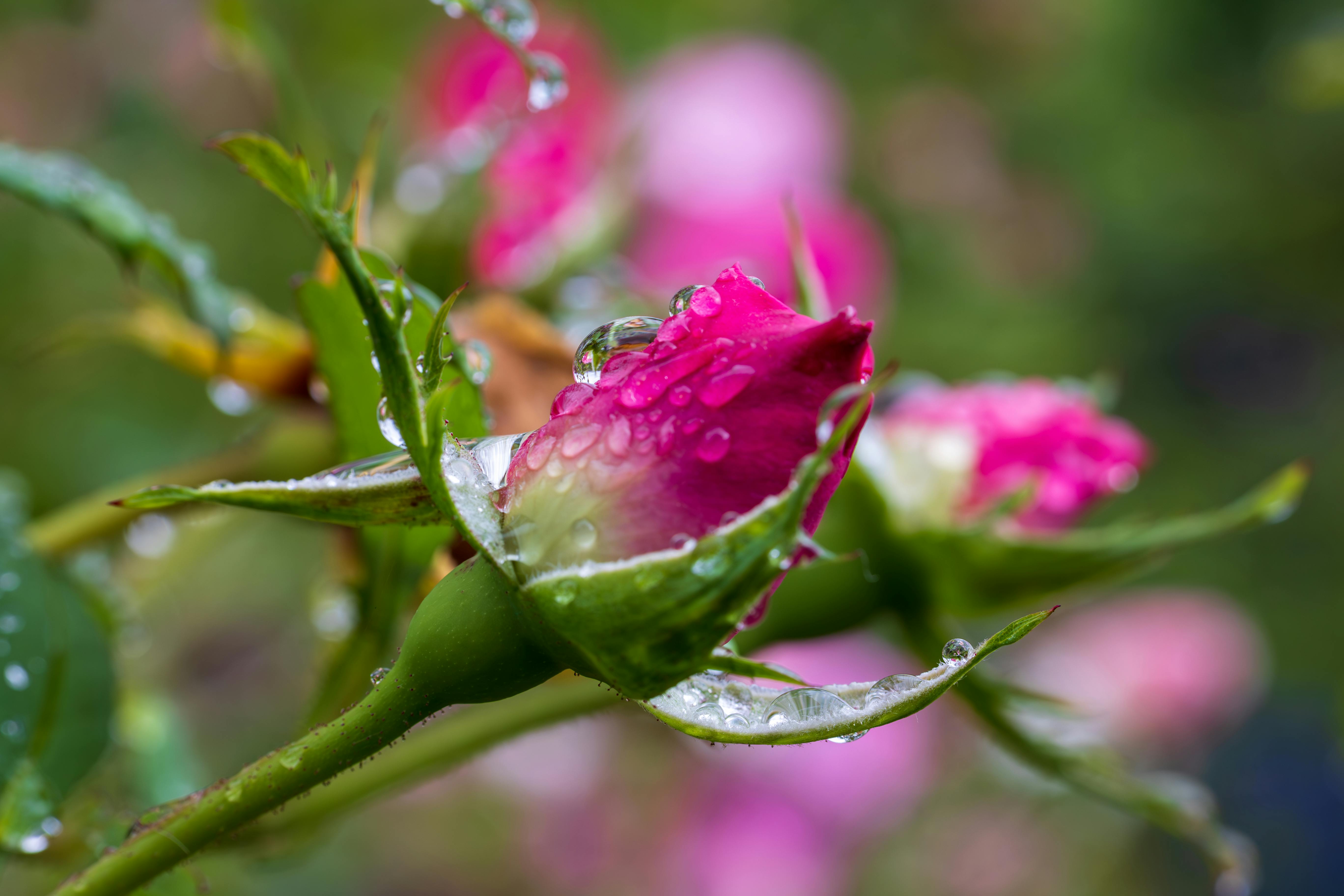 Close-up of Wet Pink Rose Buds · Free Stock Photo
