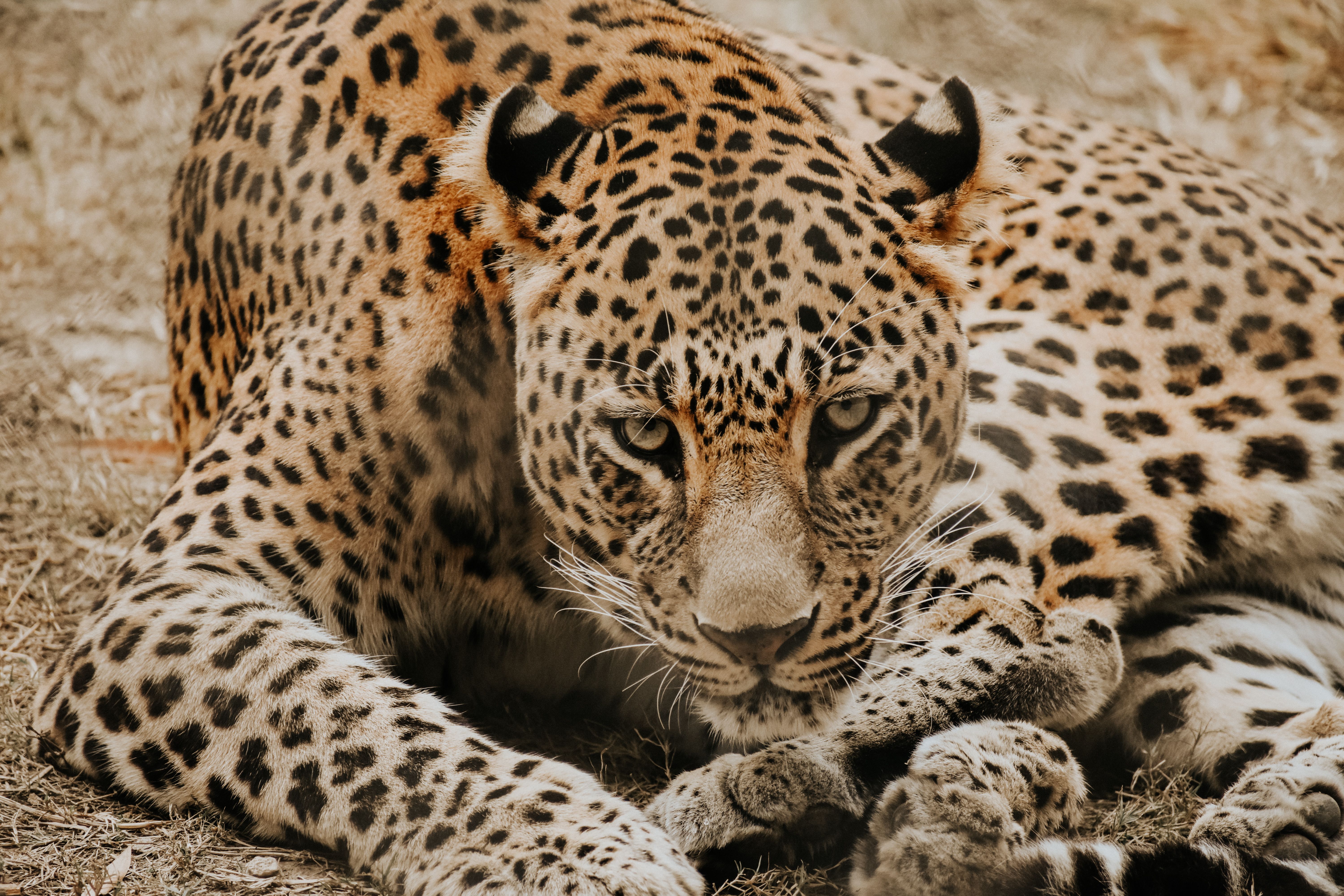 Brown and Black Leopard on Snow Covered Forest · Free Stock Photo