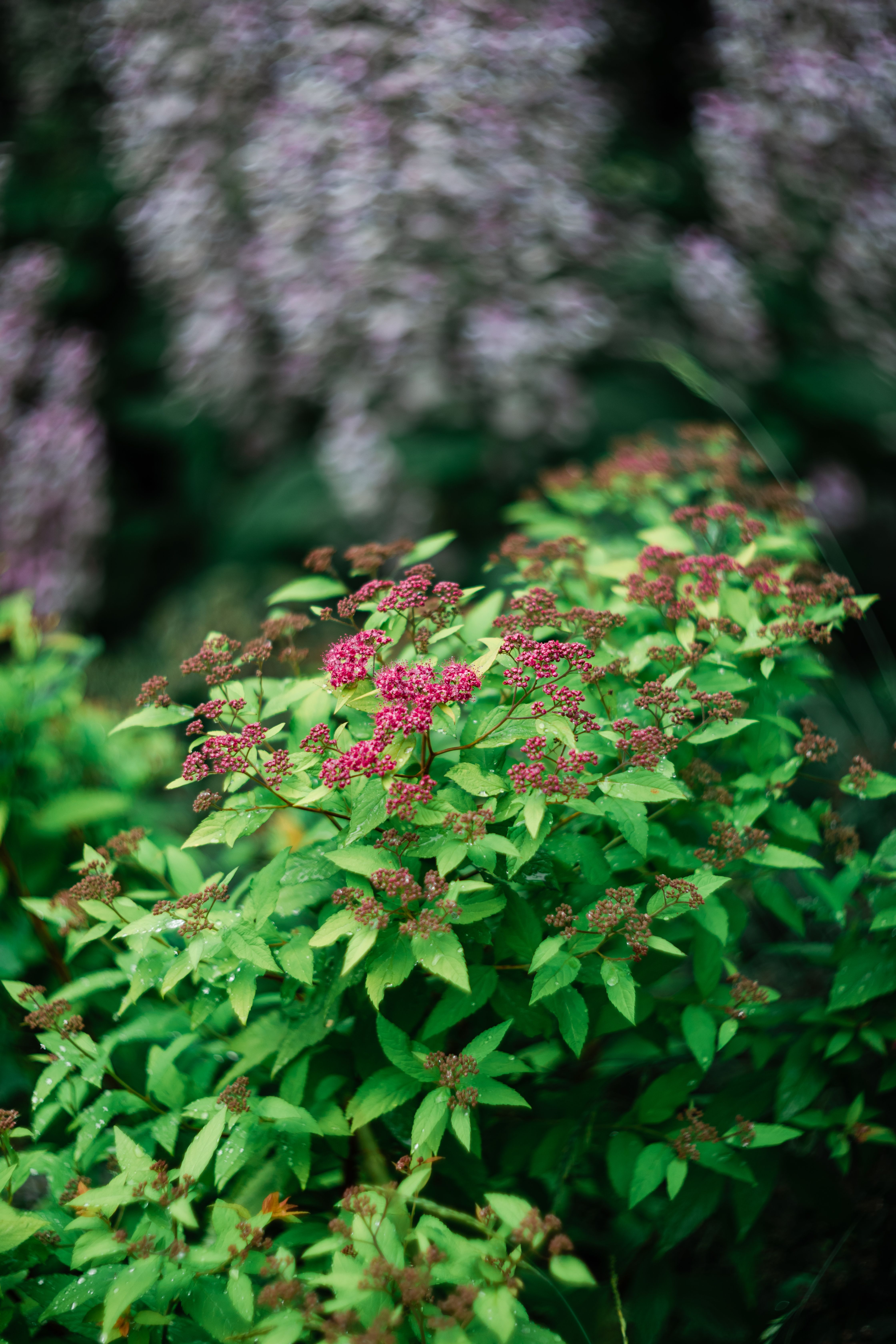Foto de stock gratuita sobre @al aire libre, amante de las plantas ...