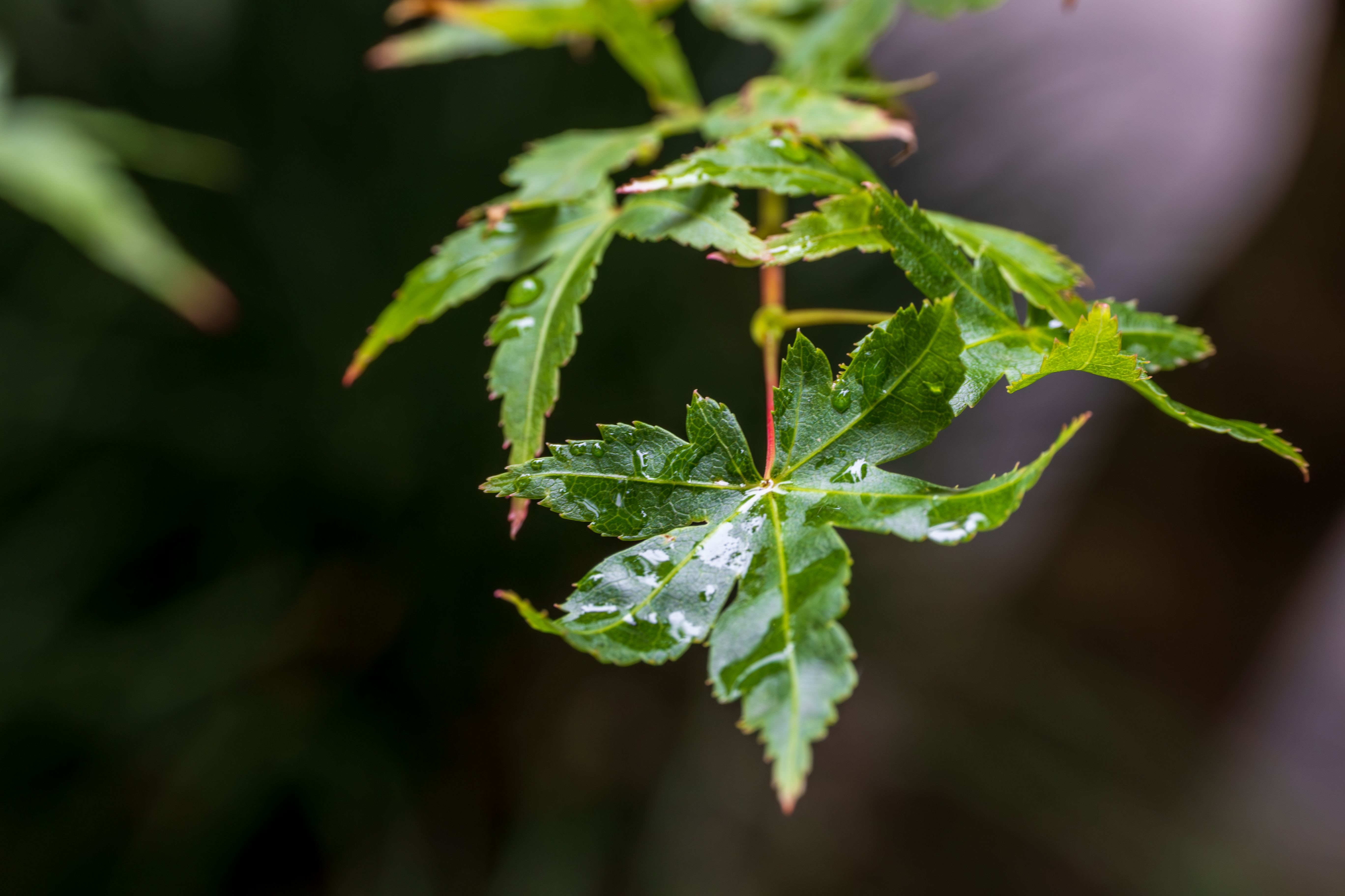 Raindrop on Snake Skin · Free Stock Photo