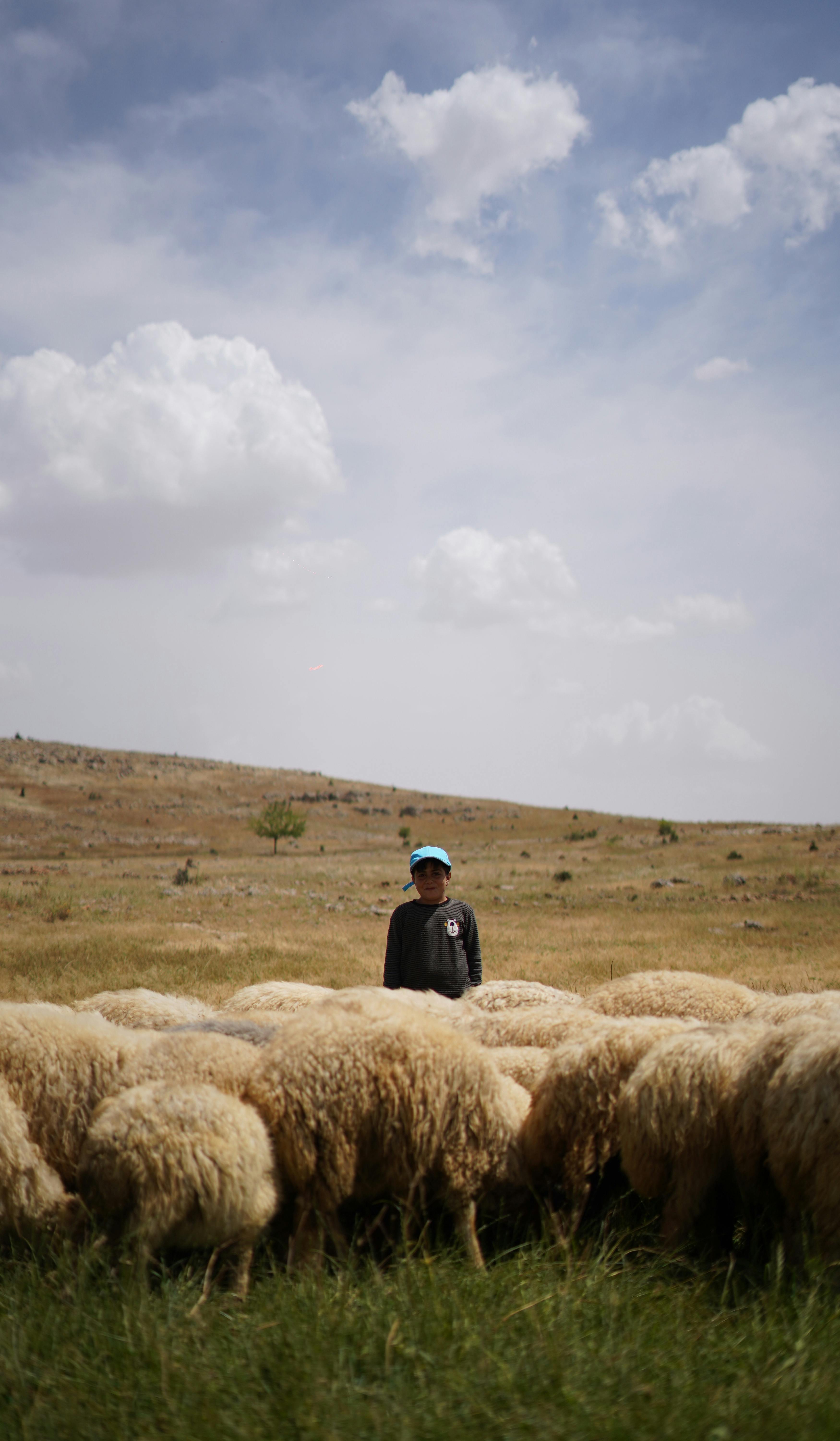 Cast Down Sheep Photos, Download The BEST Free Cast Down Sheep Stock ...