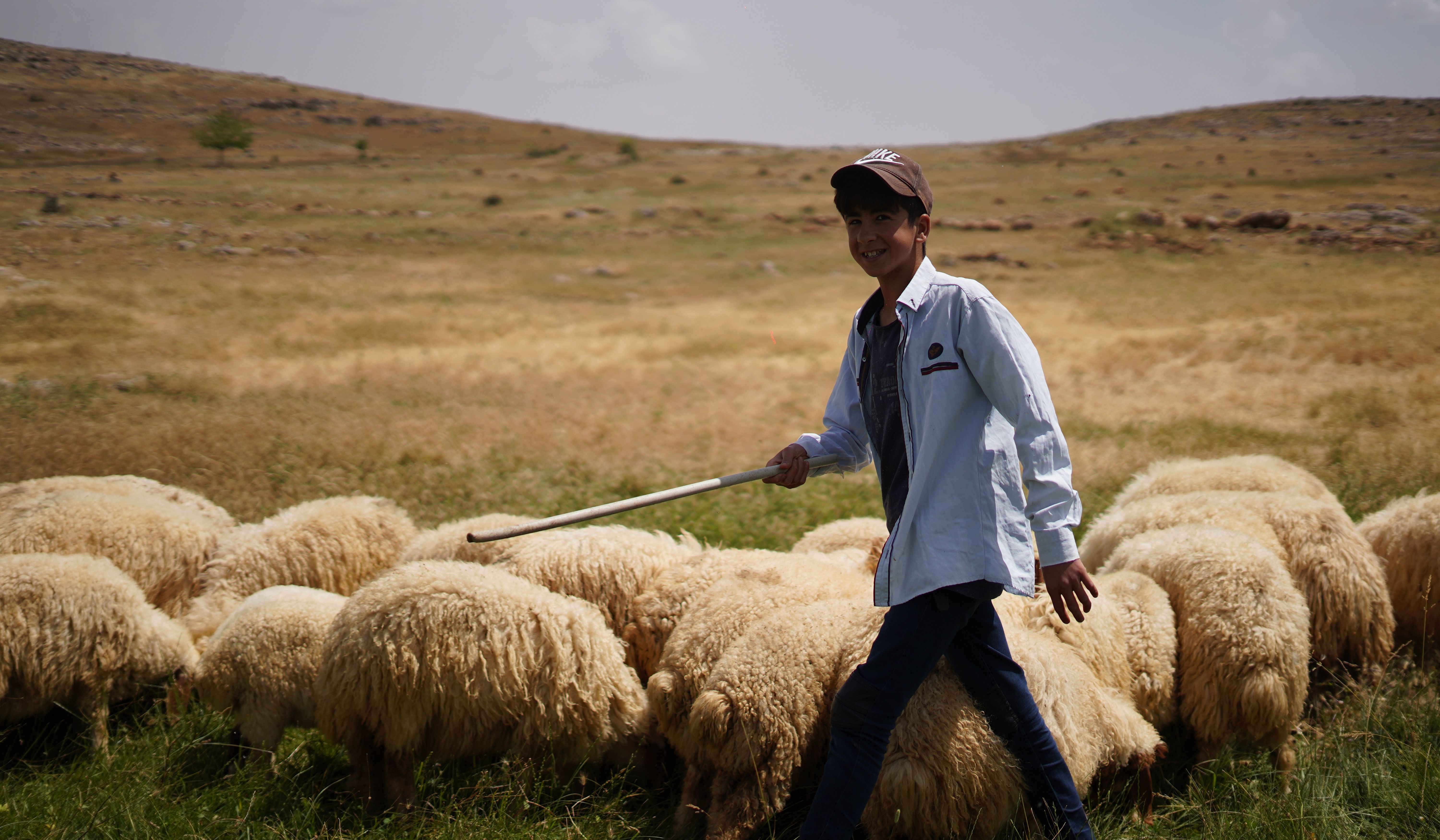 Smiling Boy with Flock of Sheep · Free Stock Photo