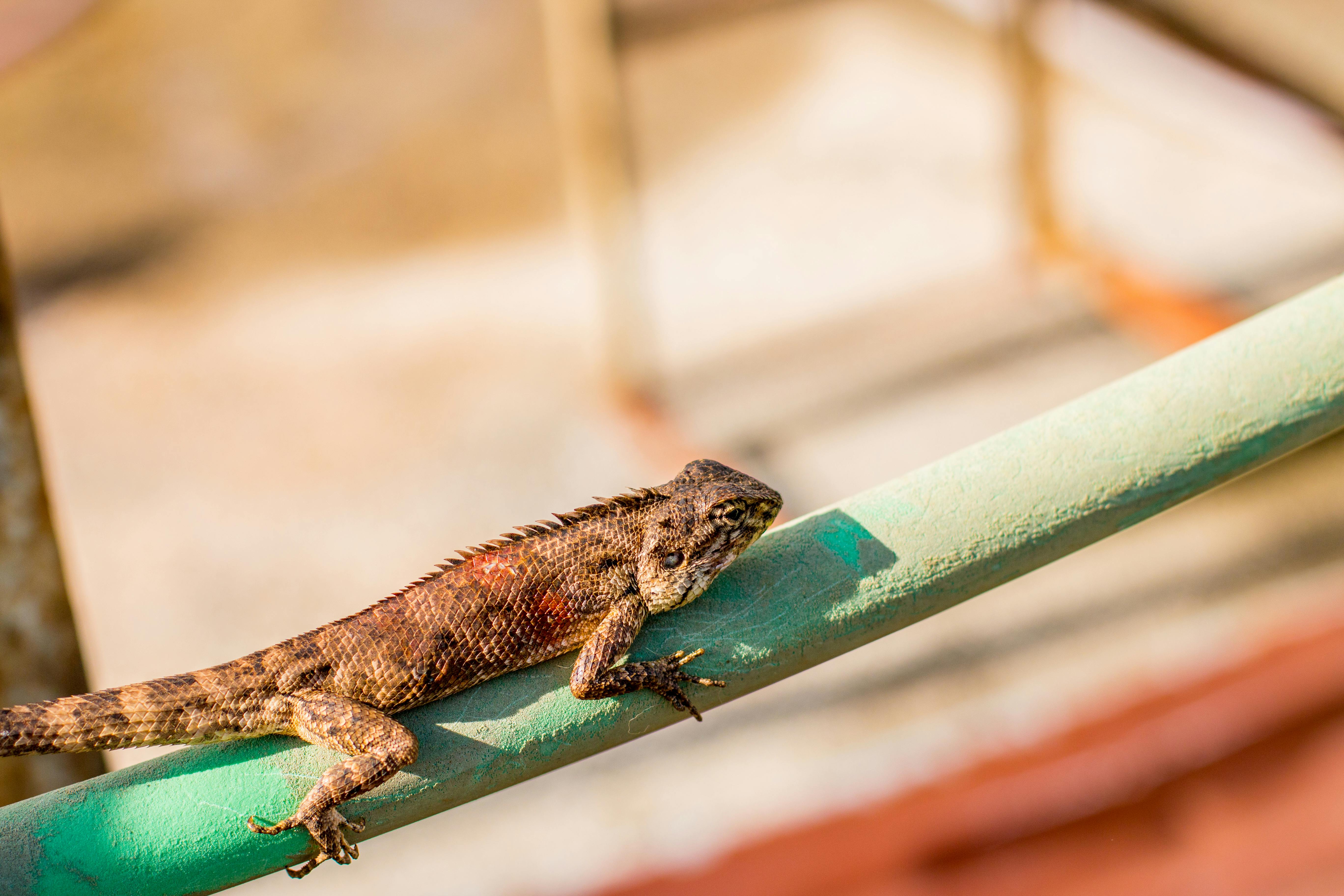 Lizard On Rail Photos, Download The BEST Free Lizard On Rail Stock ...