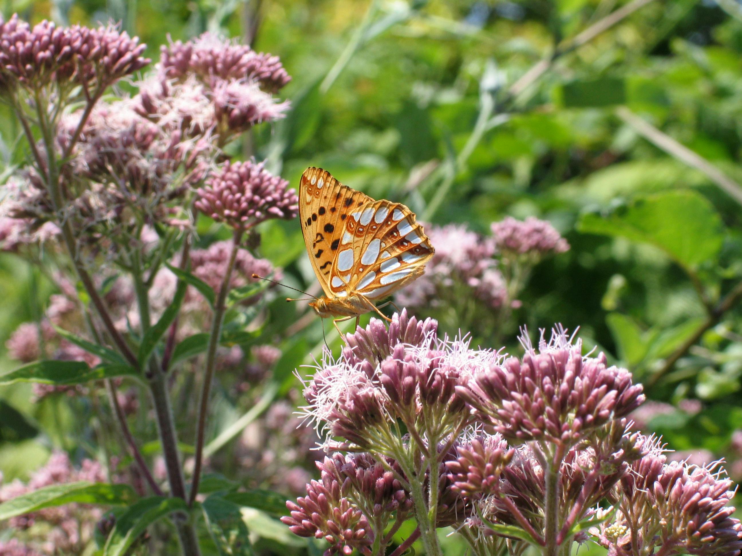 Social Insect Photos, Download The BEST Free Social Insect Stock Photos ...