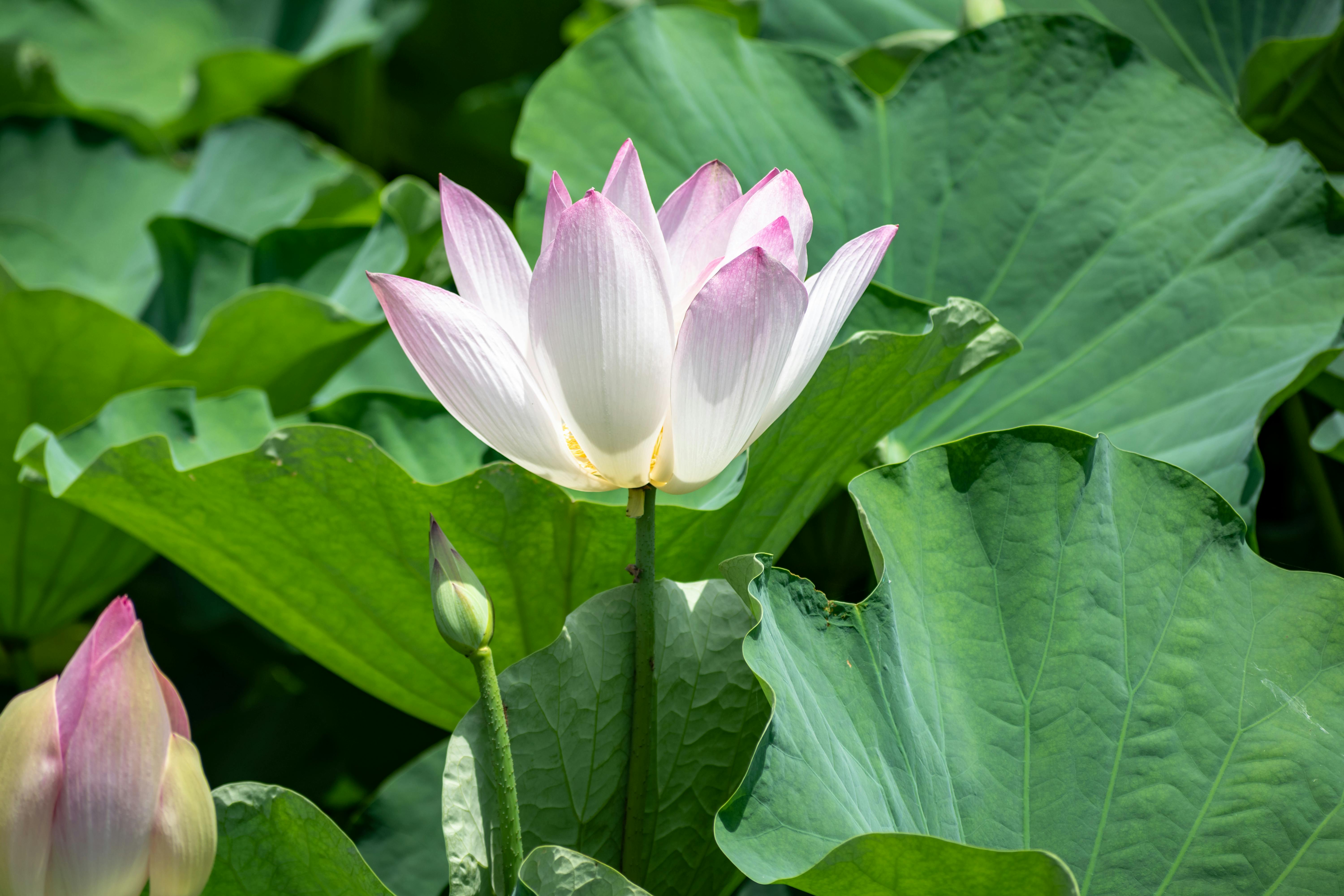 White Lotus Flower On Water · Free Stock Photo