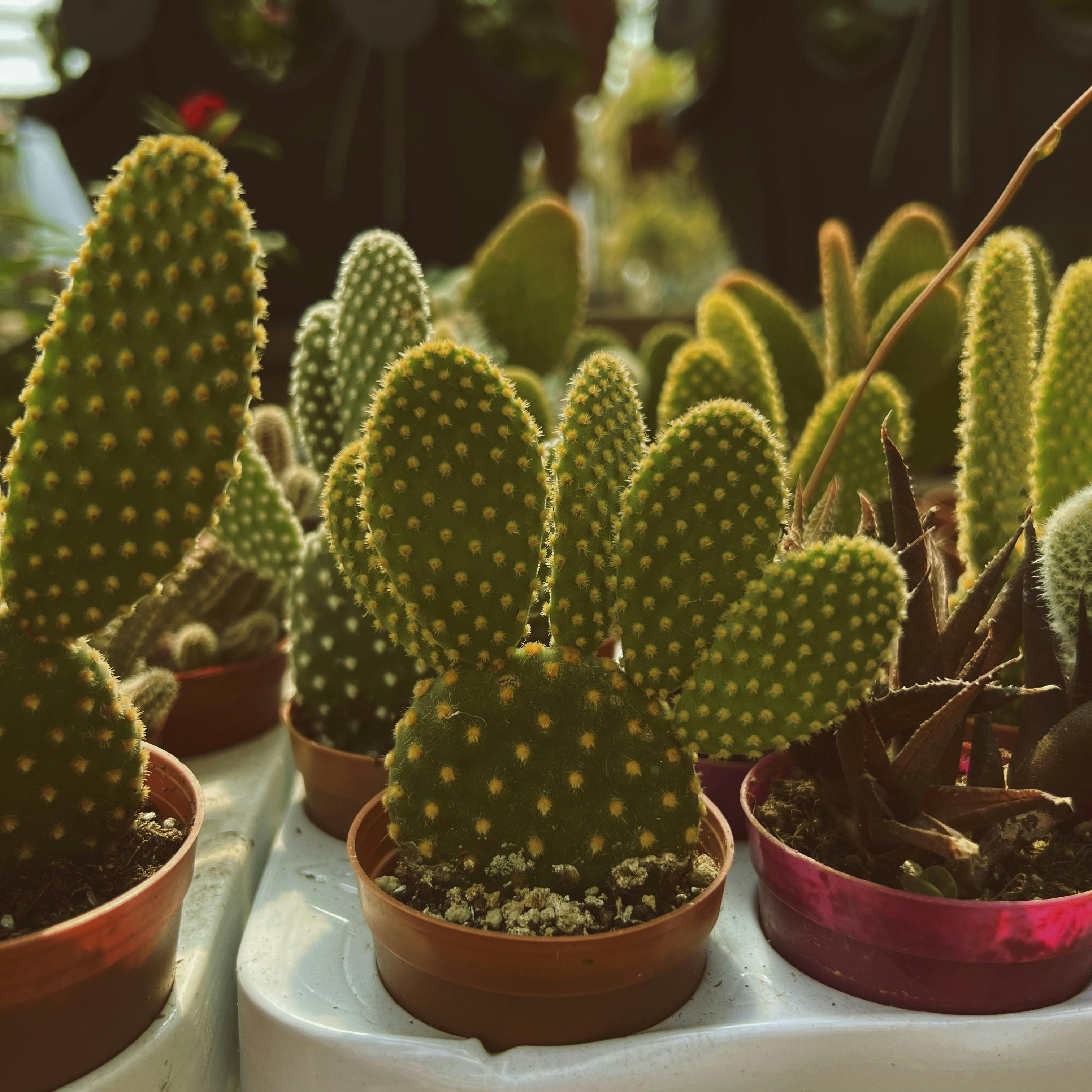 Cactus Plan Photos, Download The BEST Free Cactus Plan Stock Photos ...