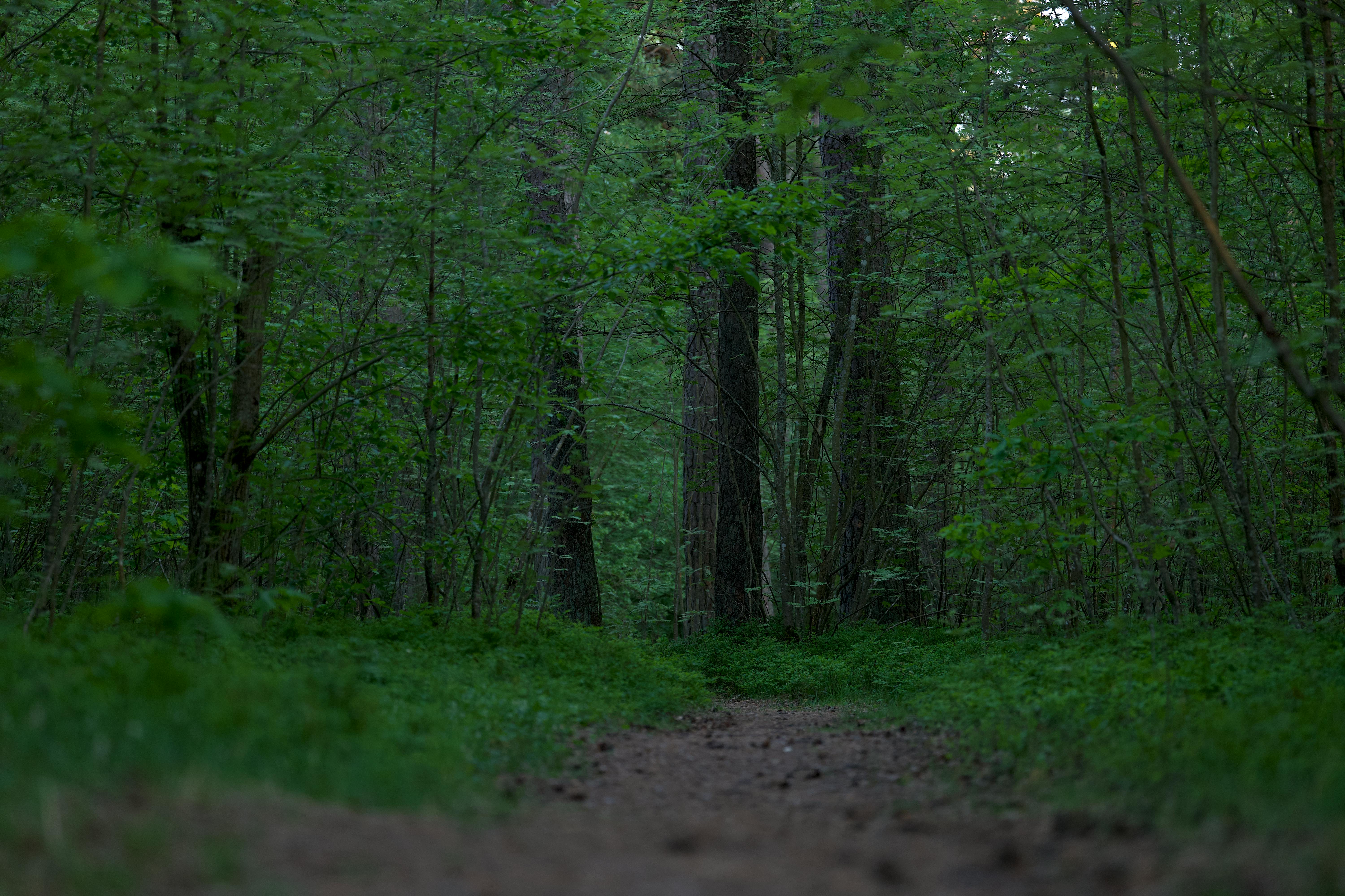 Forest Paths Photos, Download The BEST Free Forest Paths Stock Photos ...