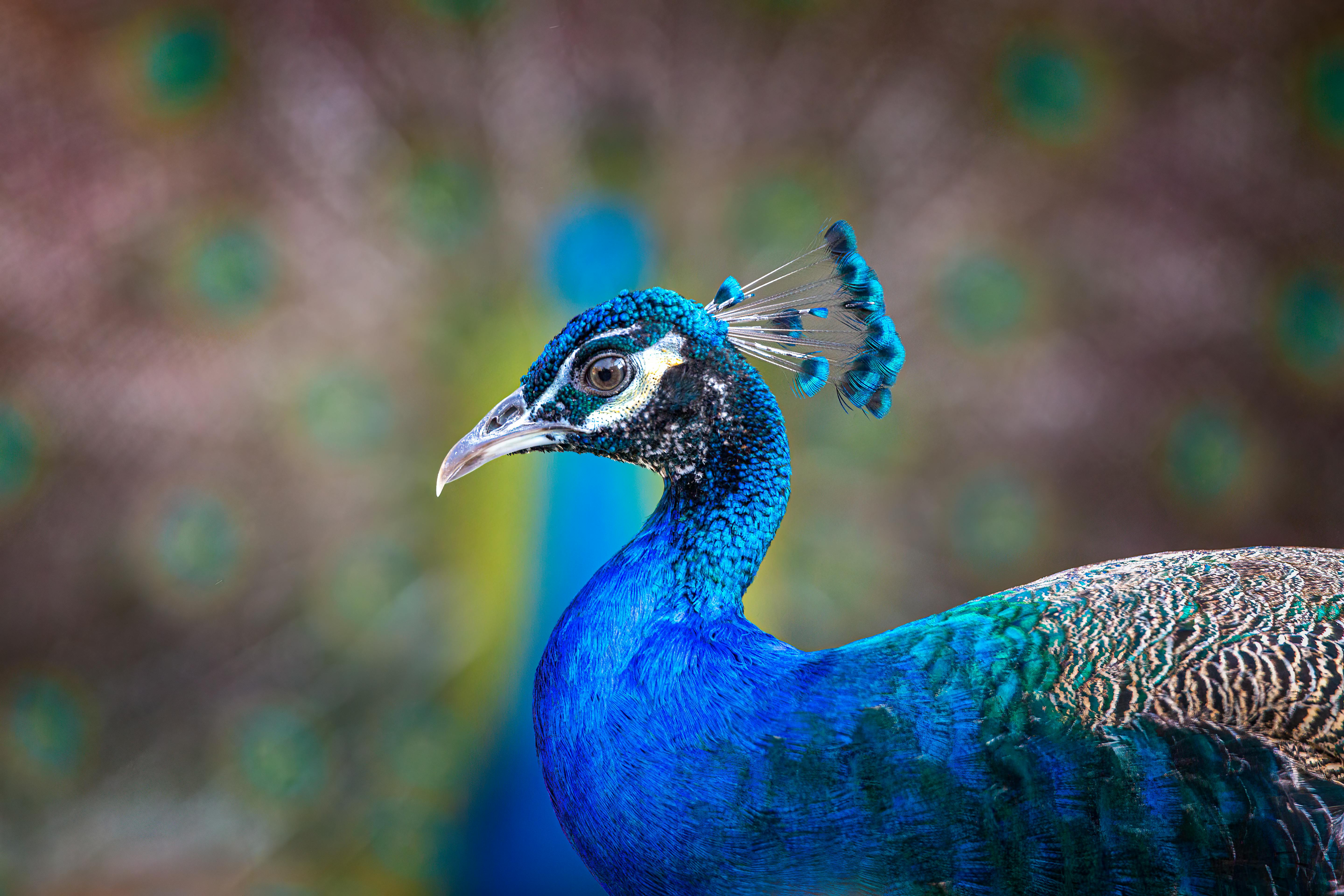 Blue and Brown Peacock · Free Stock Photo