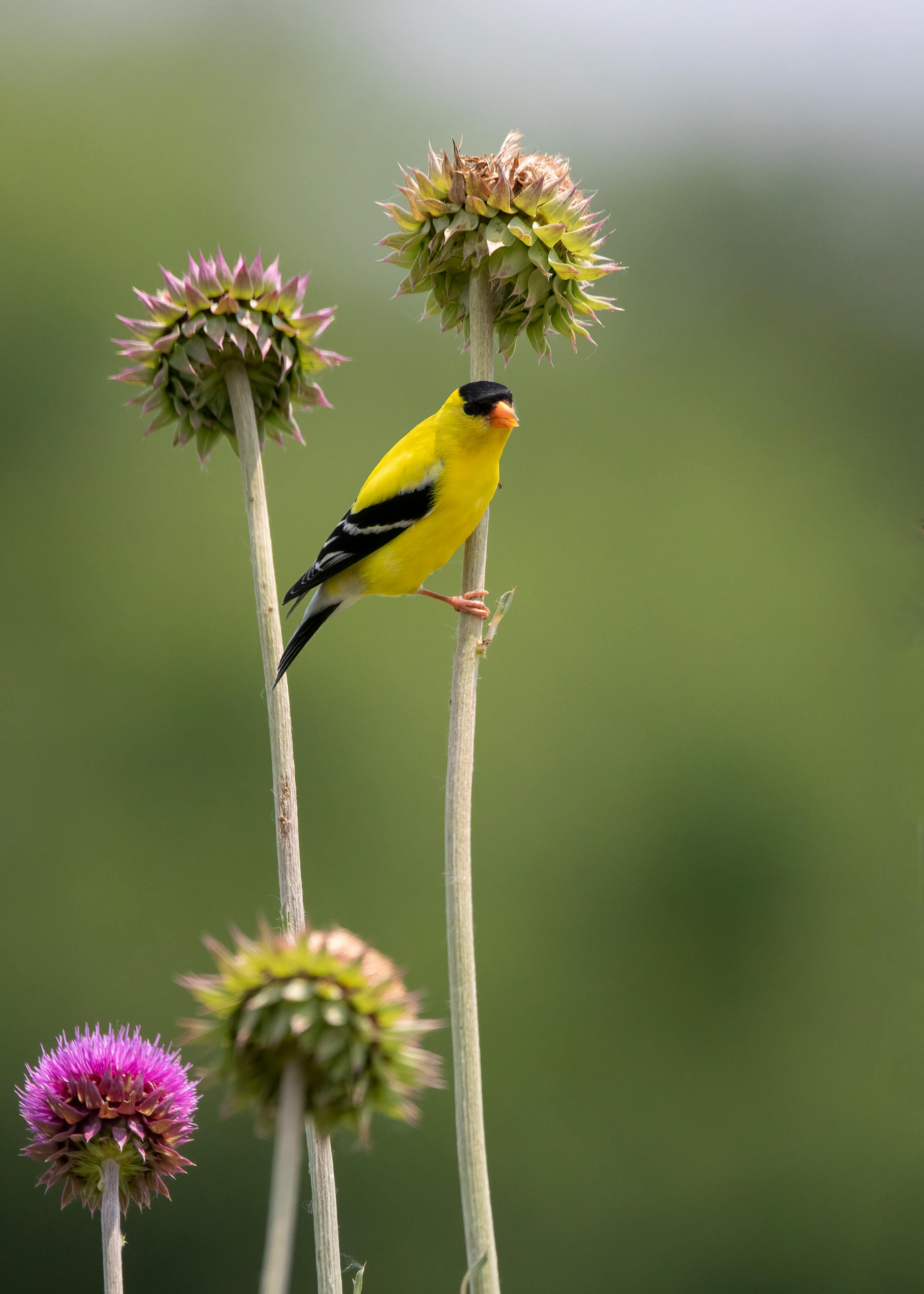 Red Spine Photos, Download The BEST Free Red Spine Stock Photos & HD Images