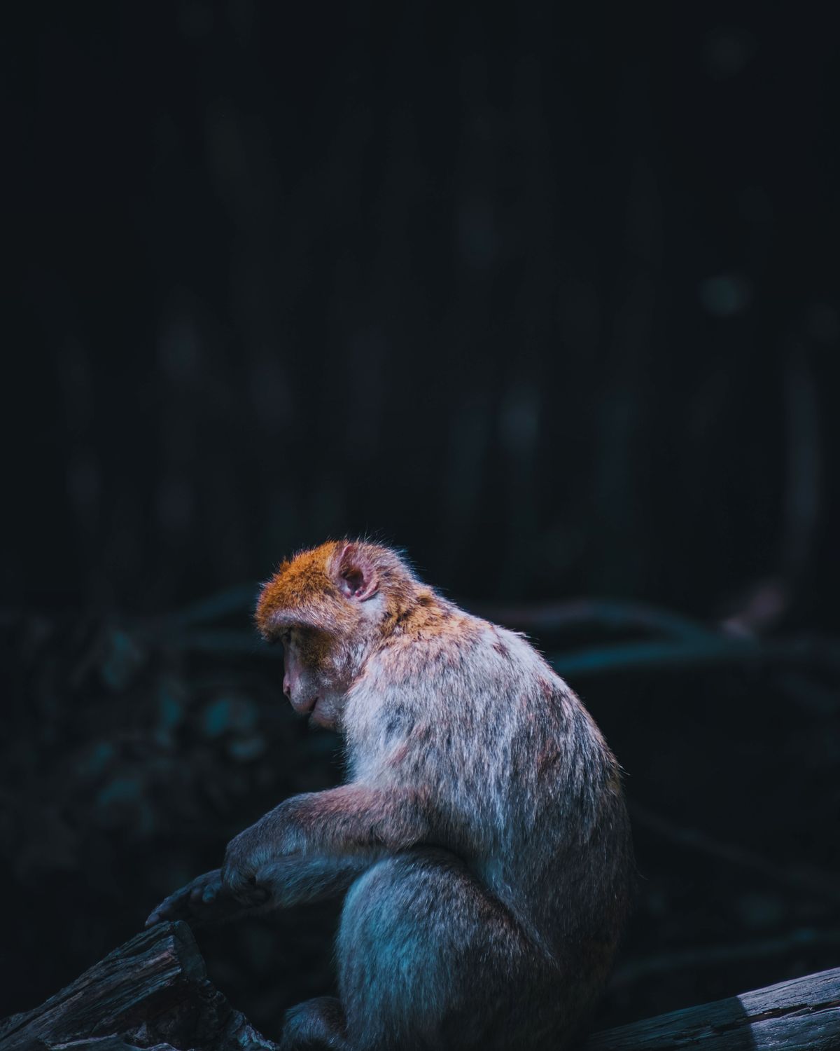 Monkey Shadow Photos, Download The BEST Free Monkey Shadow Stock Photos ...