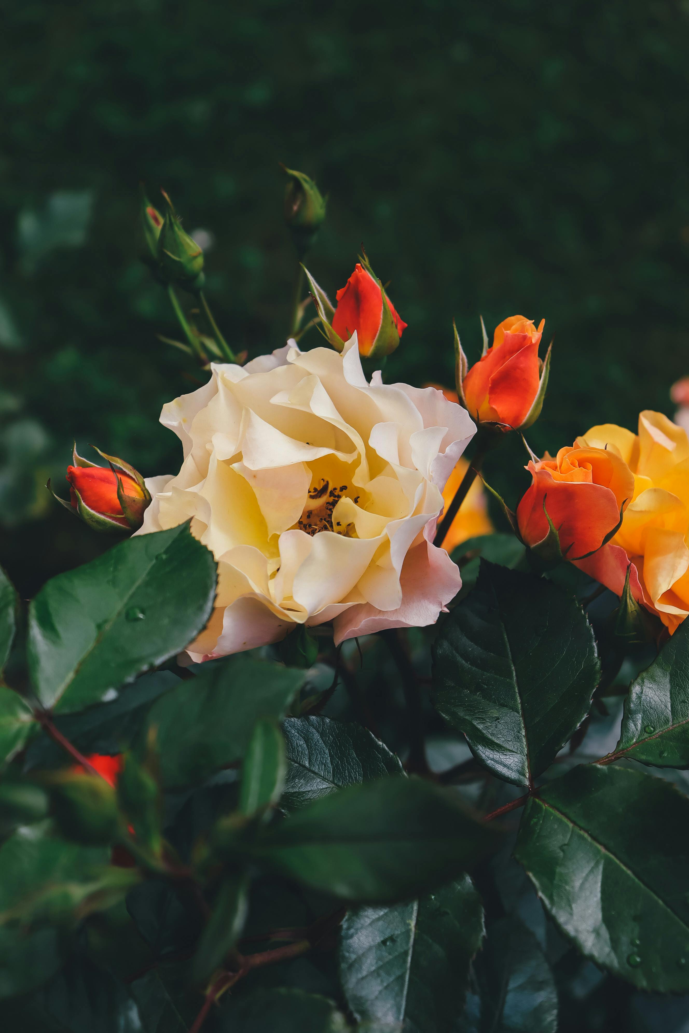 Yellow Roses And Orange Tip Roses Photos, Download The BEST Free Yellow ...