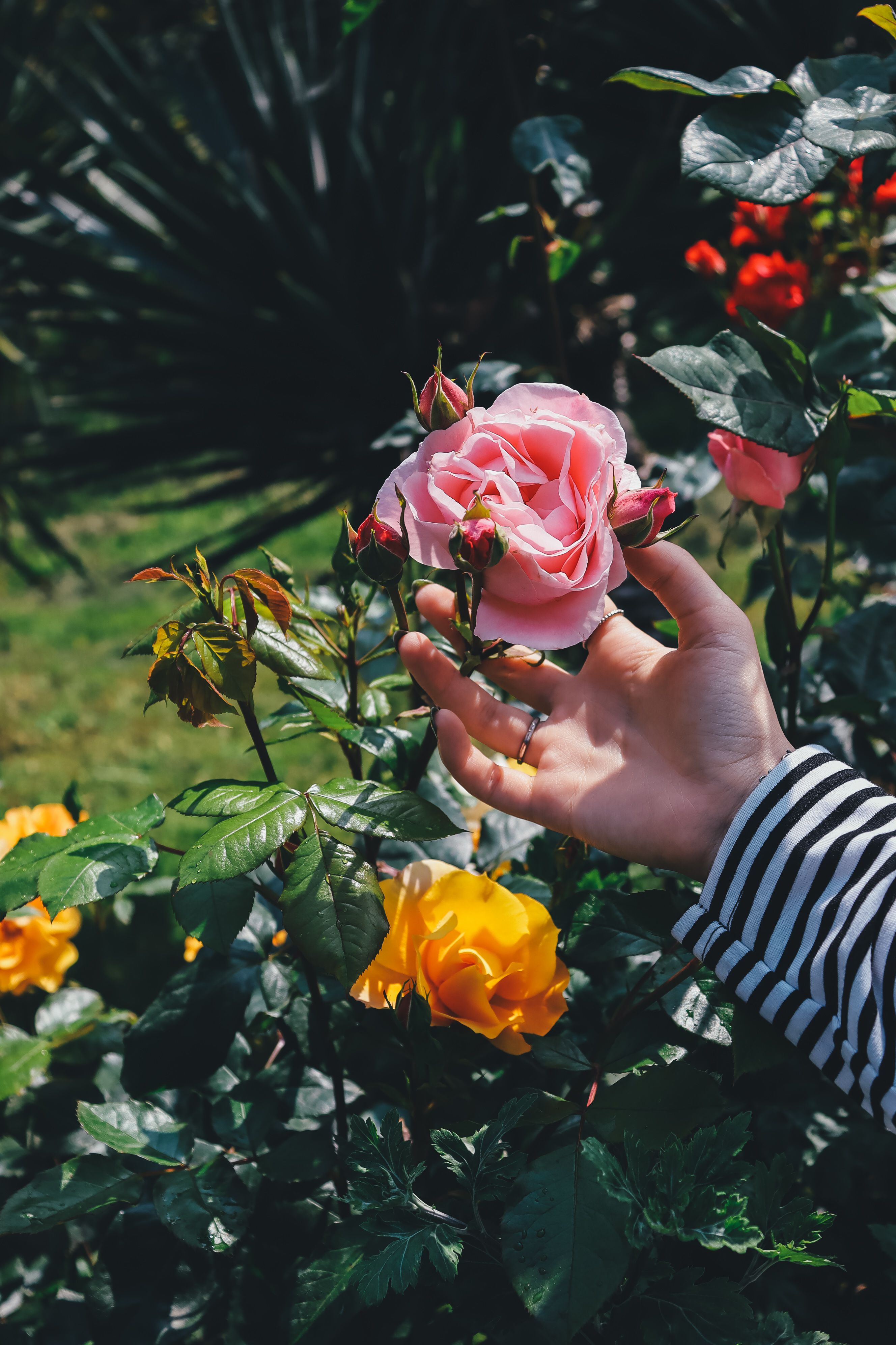 Hand Touching White Flowers · Free Stock Photo