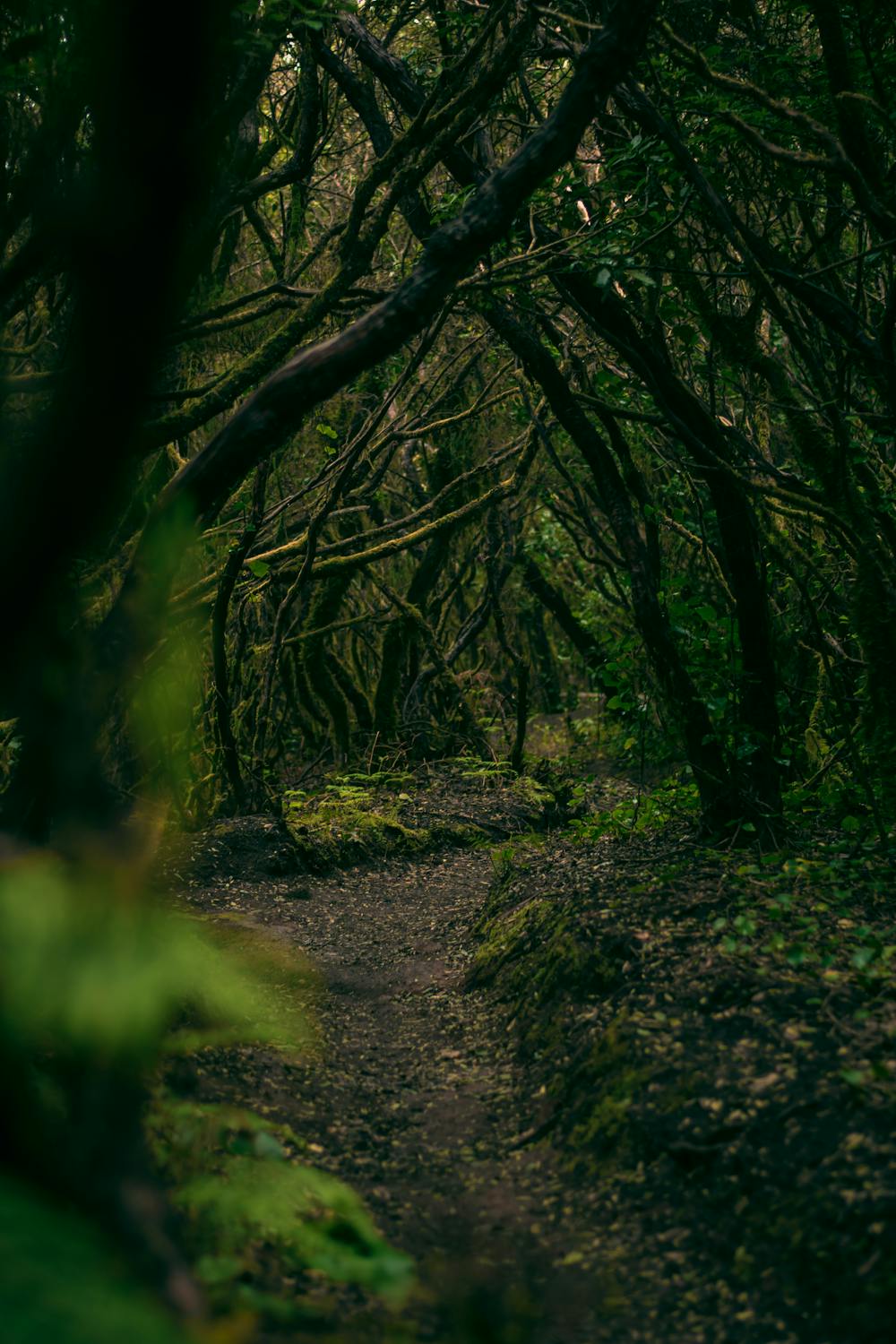 A Pathway between Trees in a Dense Forest · Free Stock Photo A Pathway between Trees in a Dense Forest · Free Stock Photo