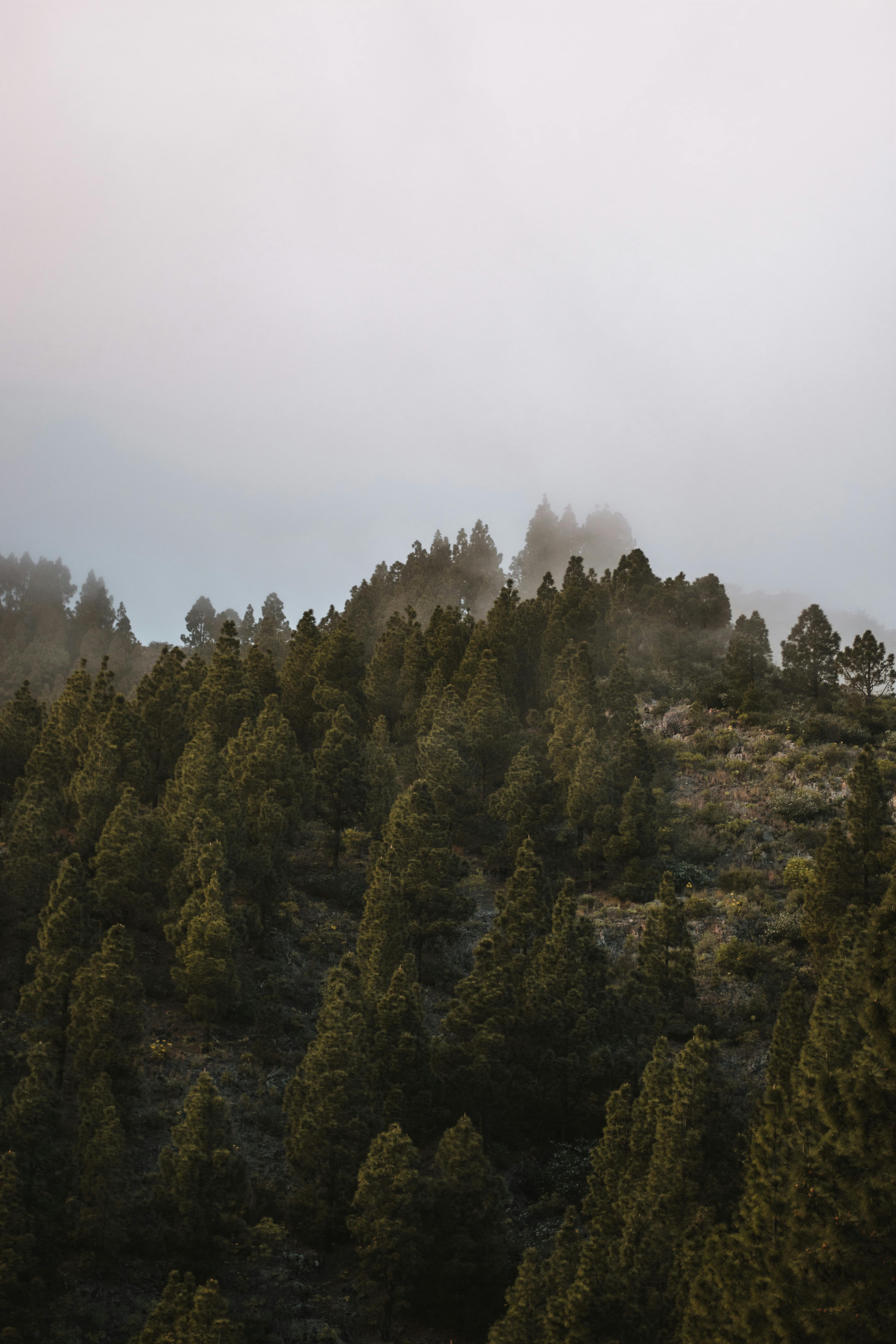 Aerial View of Trees on a Hill in Fog · Free Stock Photo