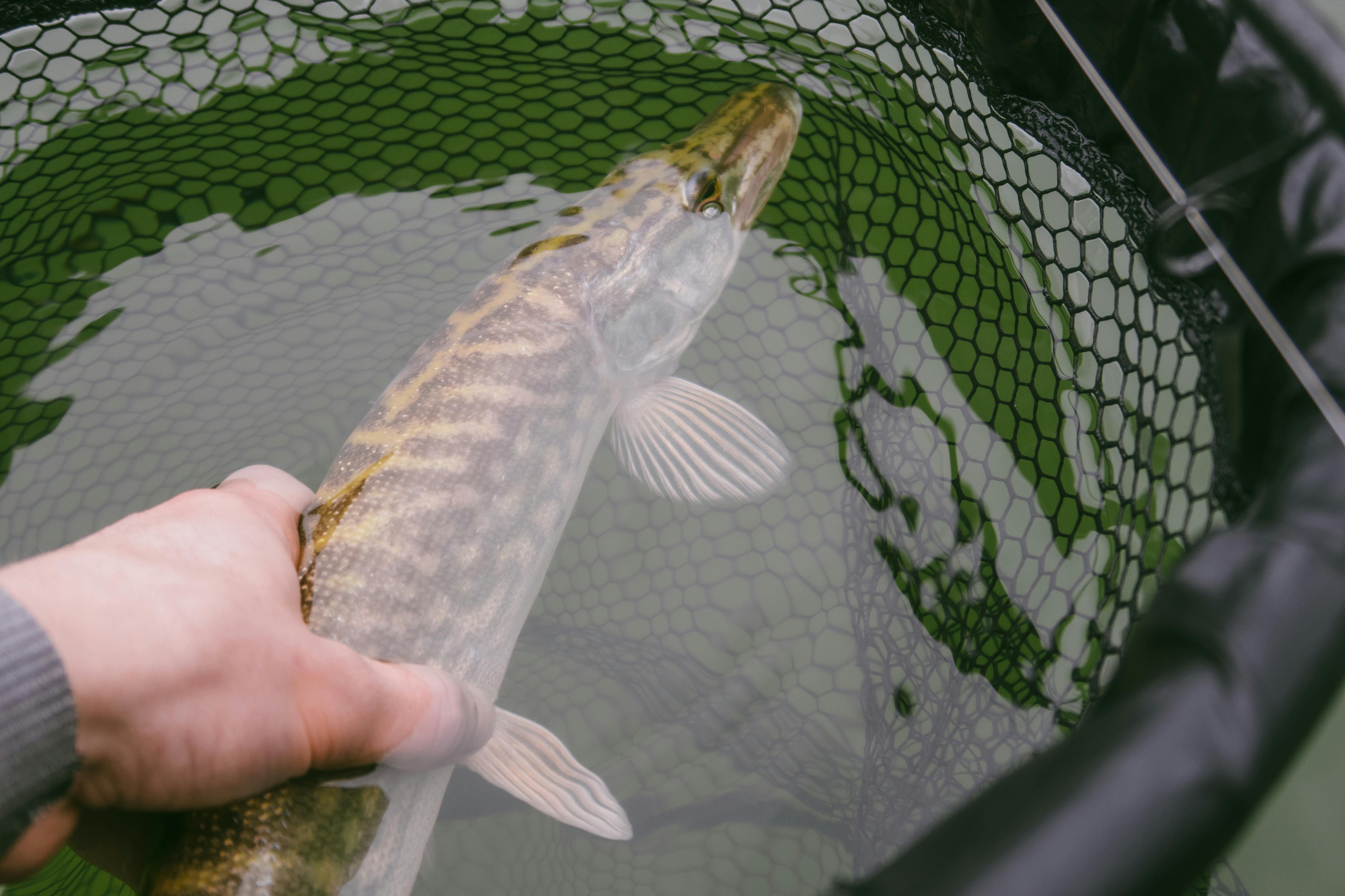 A person holding a fish in a net · Free Stock Photo