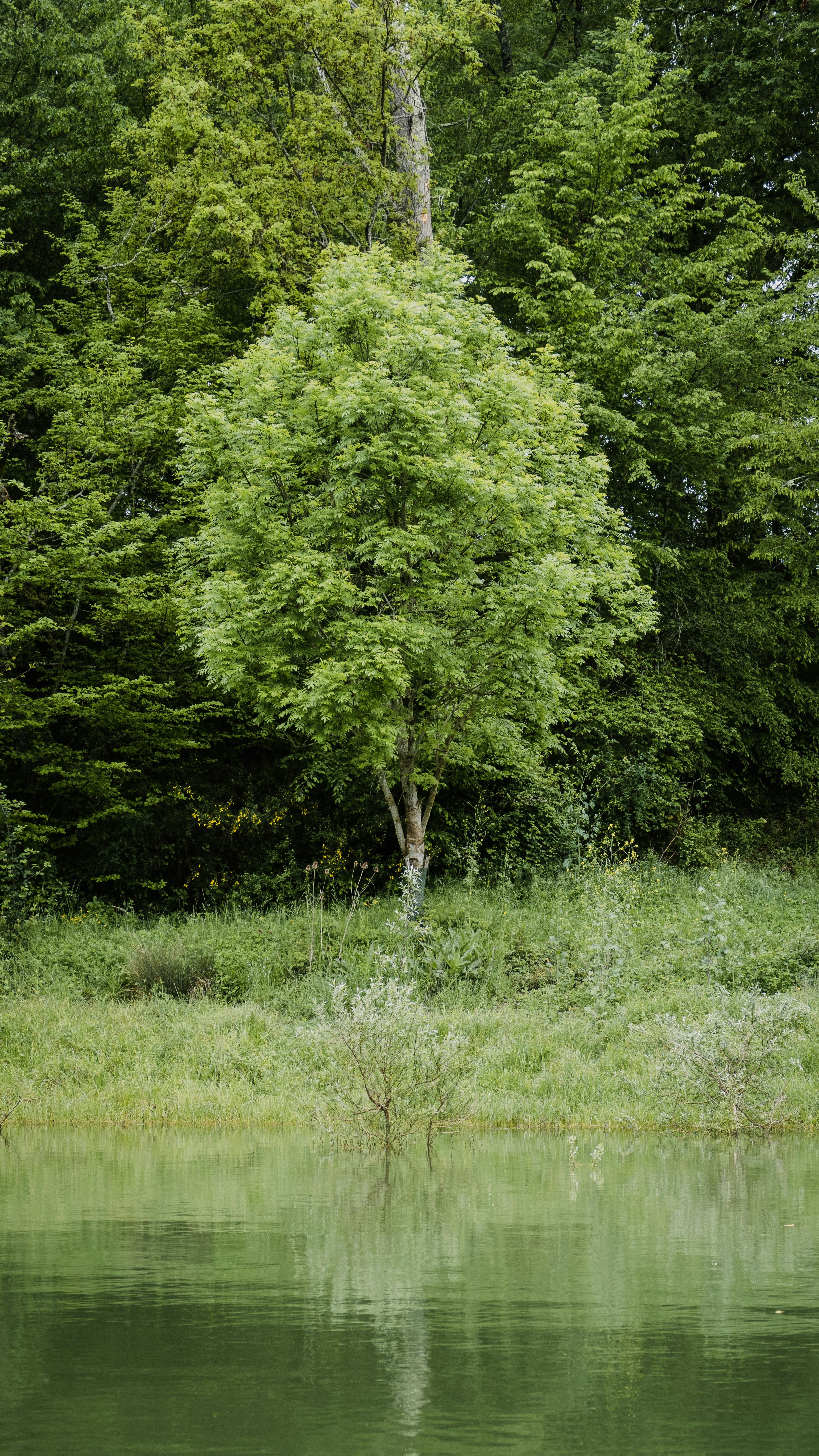 Young Tree on the Riverbank · Free Stock Photo