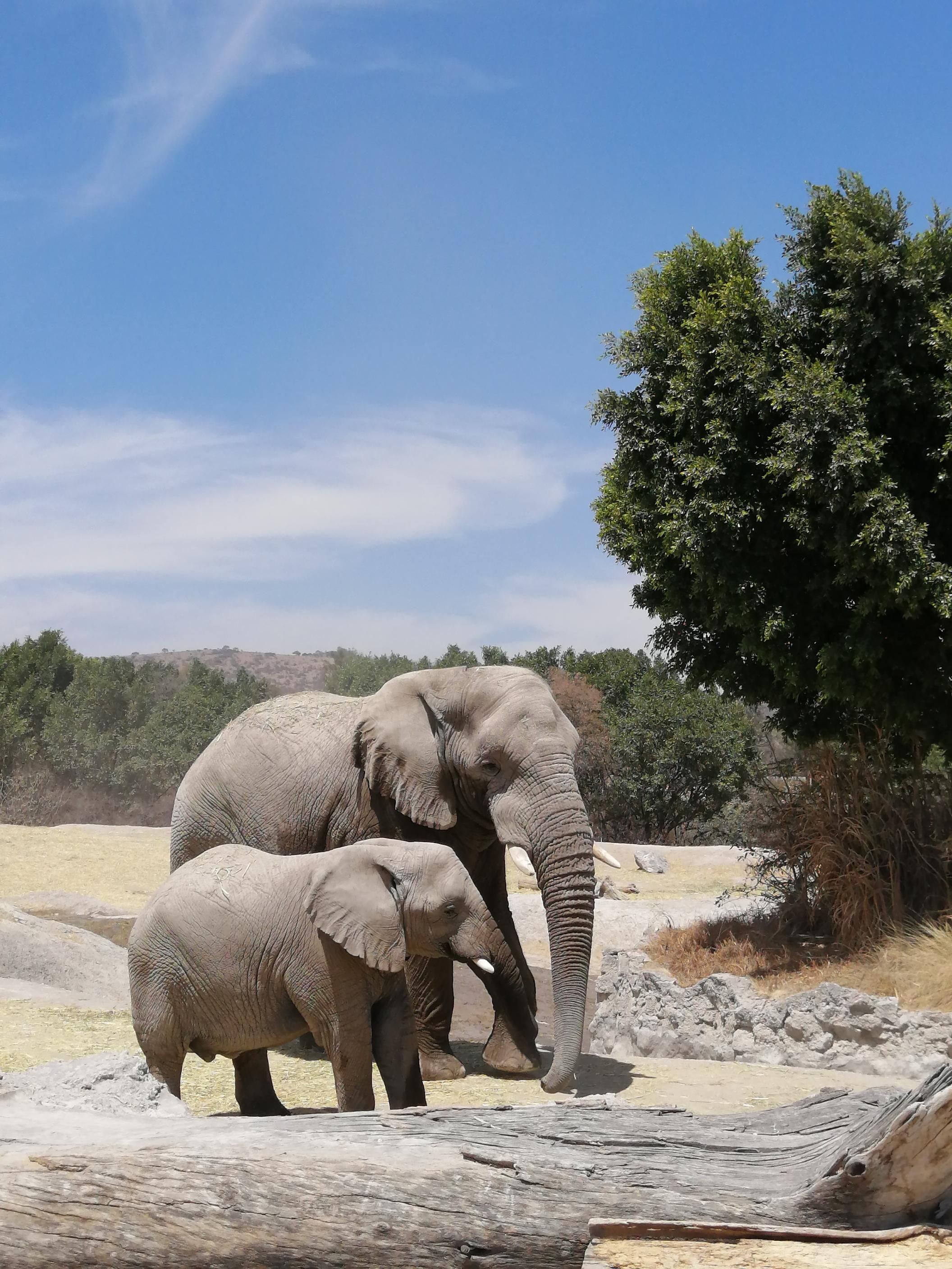 Elephant Family Photos, Download The BEST Free Elephant Family Stock ...