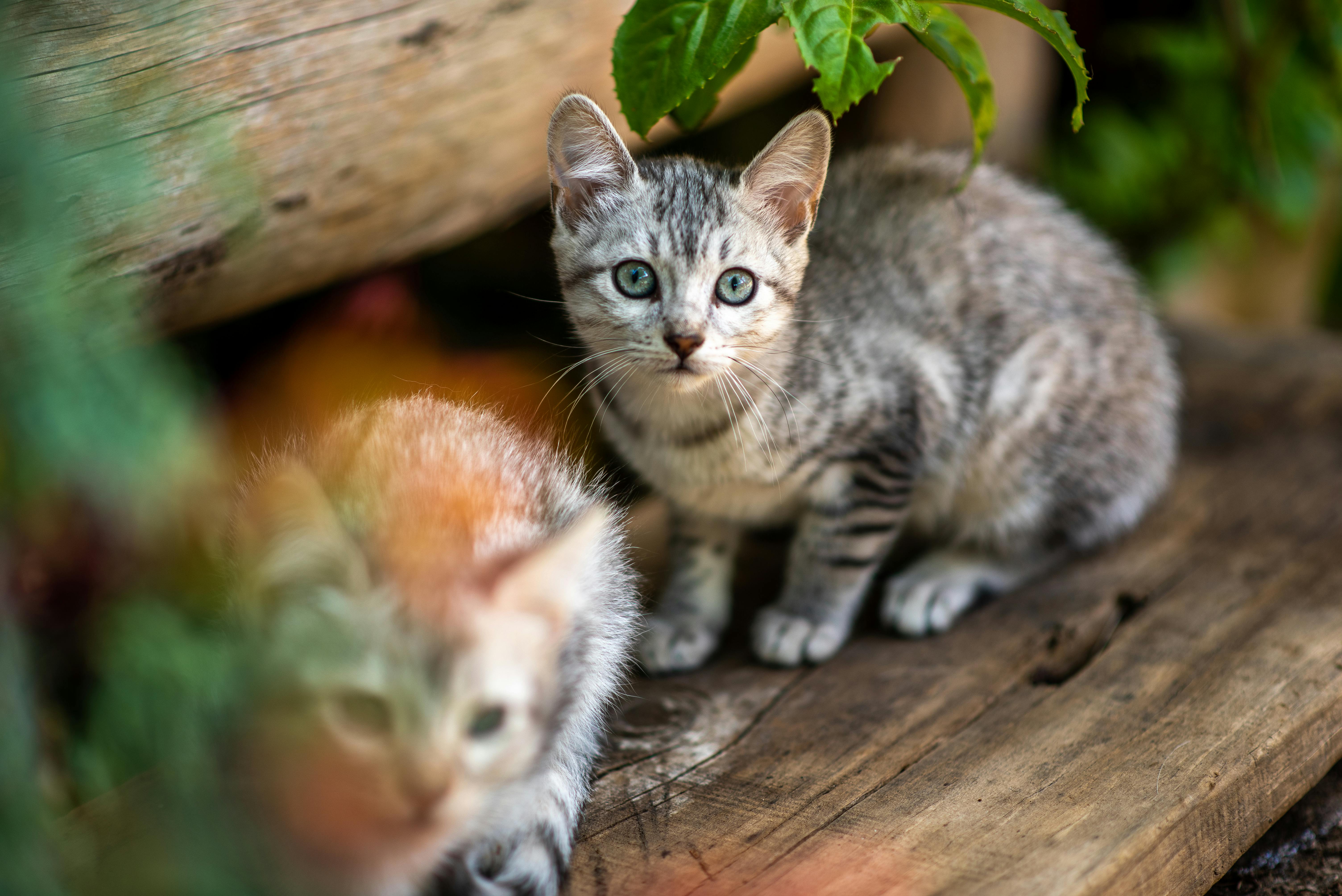 Kittens Meet Photos, Download The BEST Free Kittens Meet Stock Photos ...