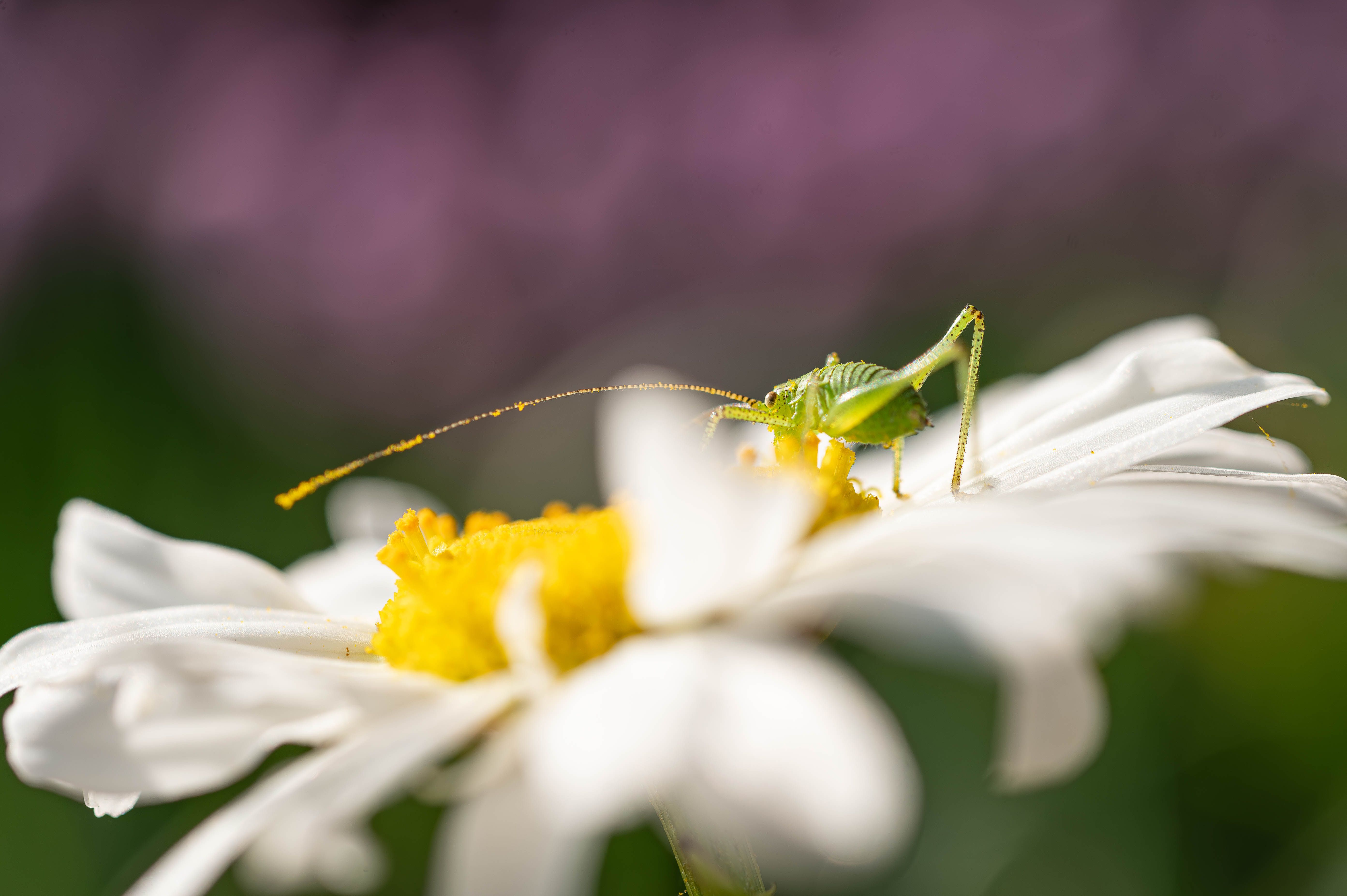 Close-up of a Cricket on a Flower · Free Stock Photo
