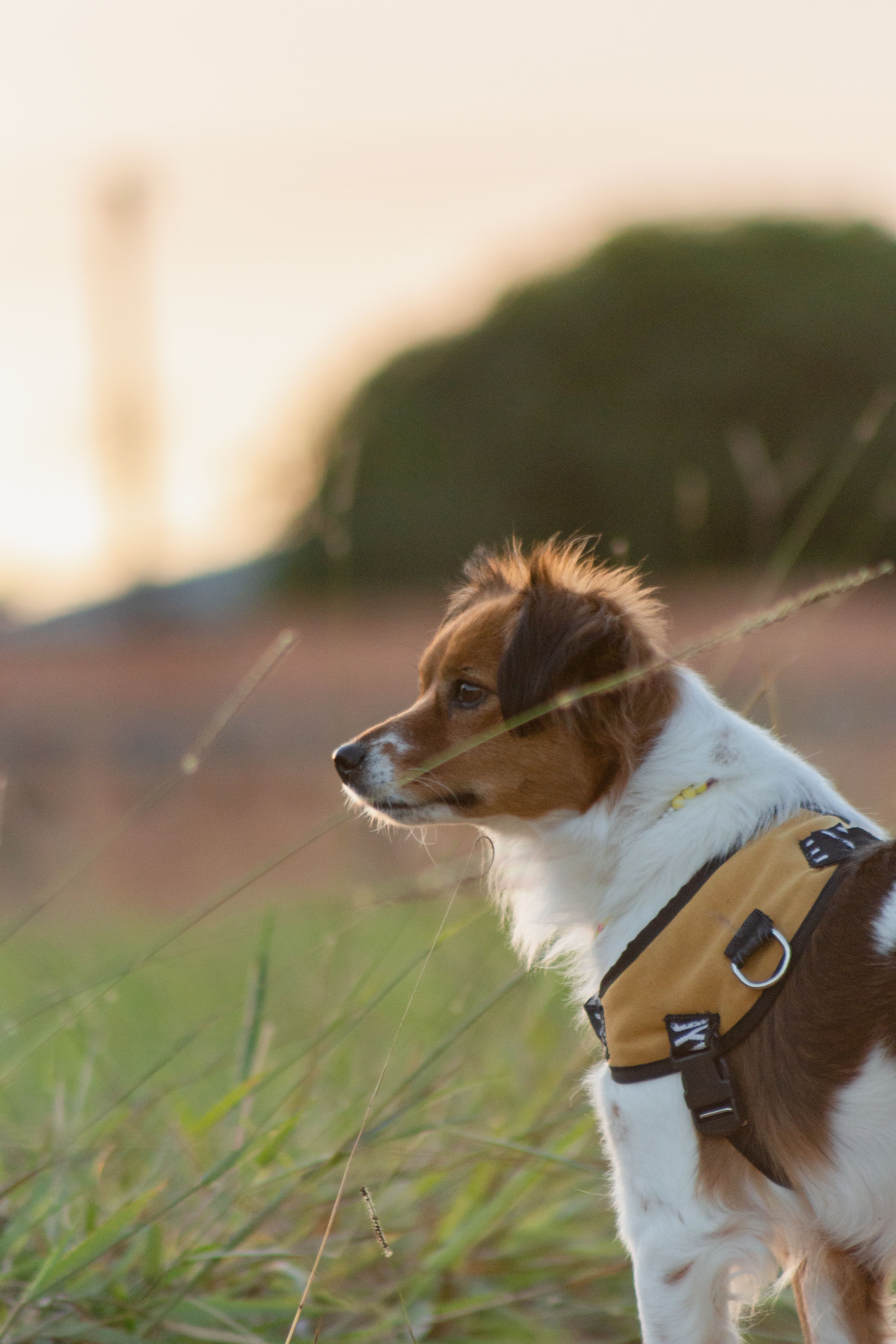 Two Dog Sitting on Lawn Grass Near Privacy Fence · Free Stock Photo