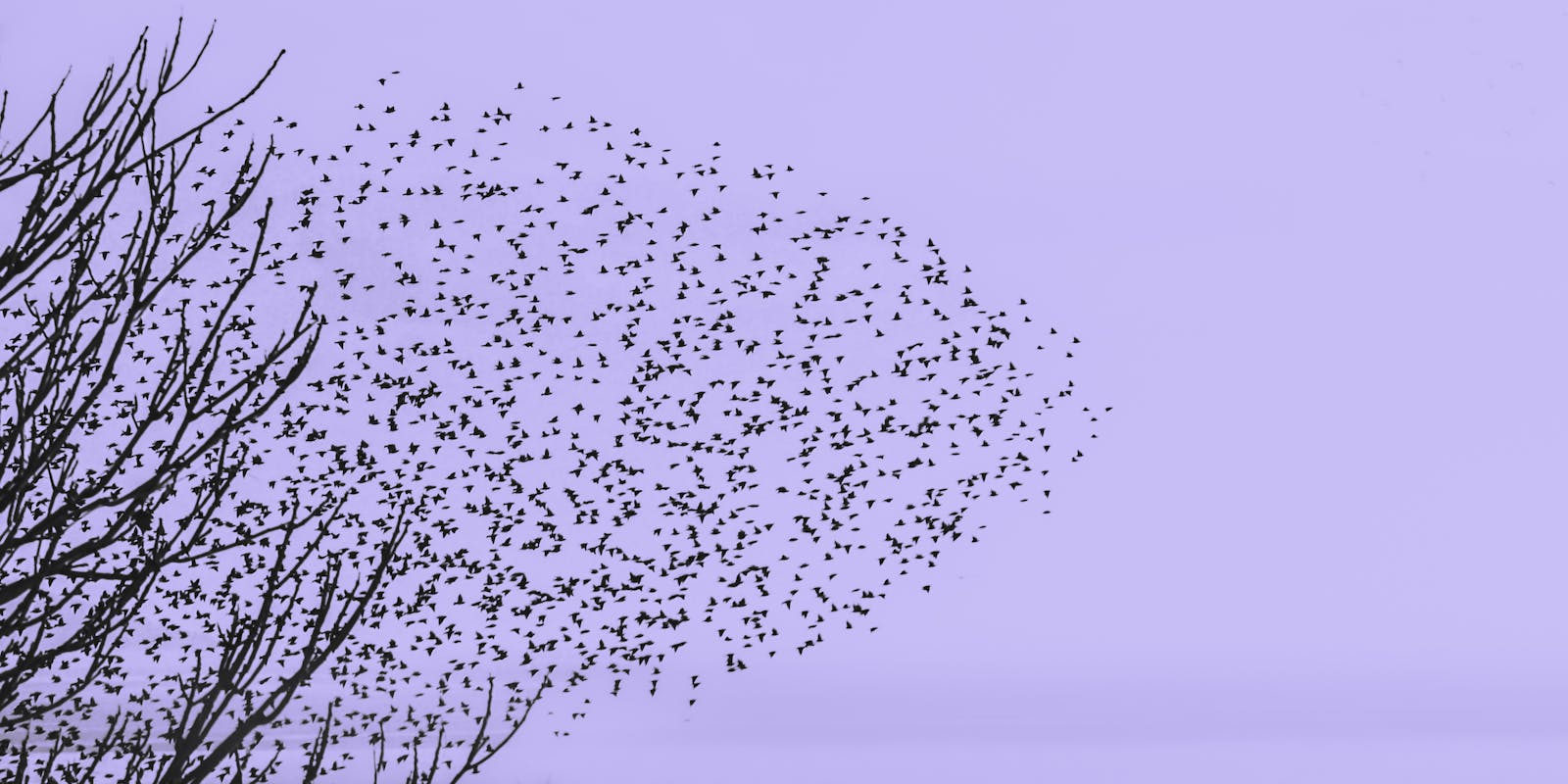 Birds Flying From Tree Photos, Download The BEST Free Birds Flying From ...